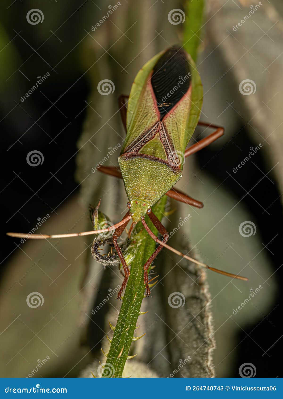 Adult Leaf-footed Bug stock image. Image of insects - 264740743