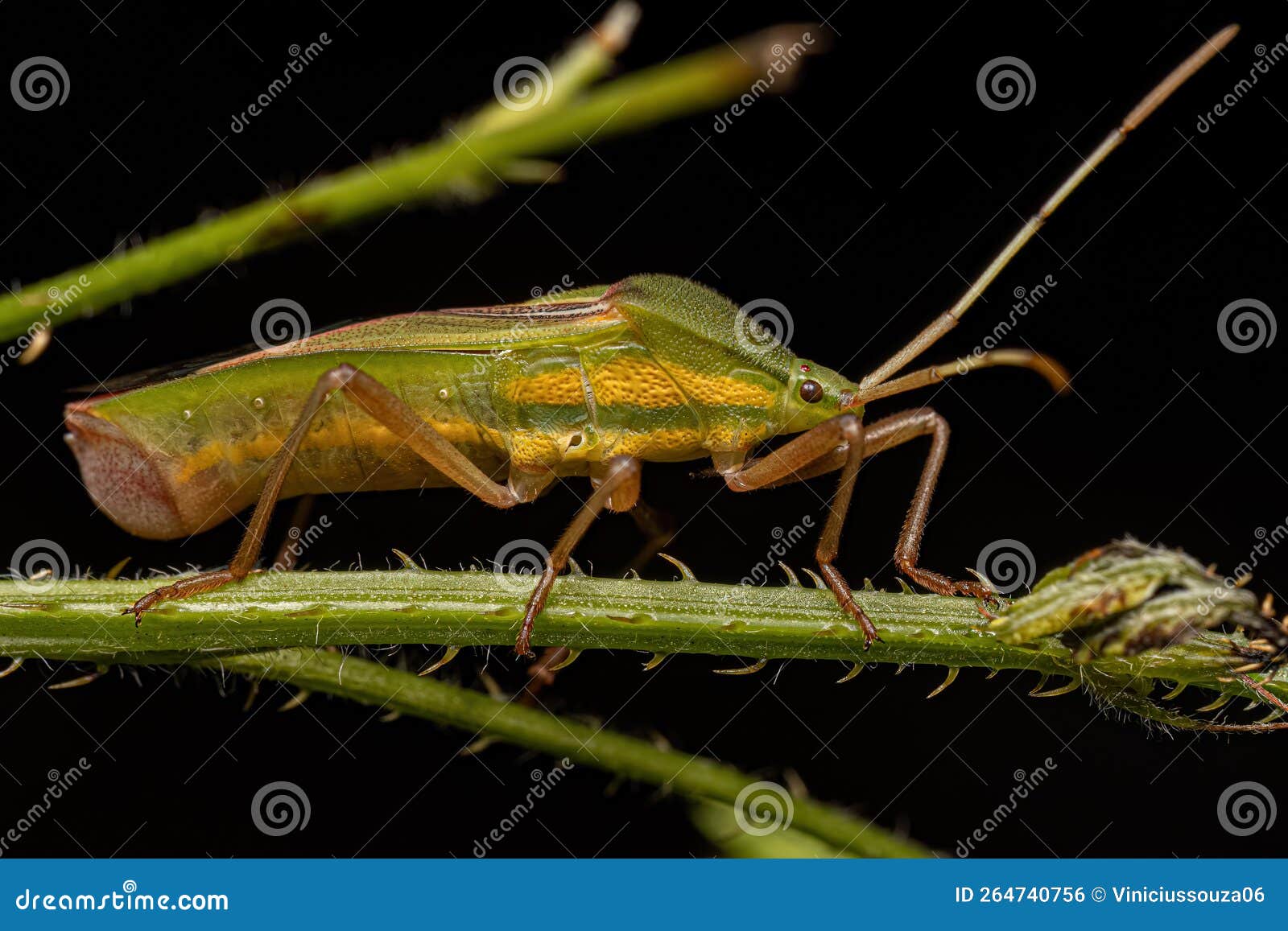 Adult Leaf-footed Bug stock photo. Image of hexapod - 264740756