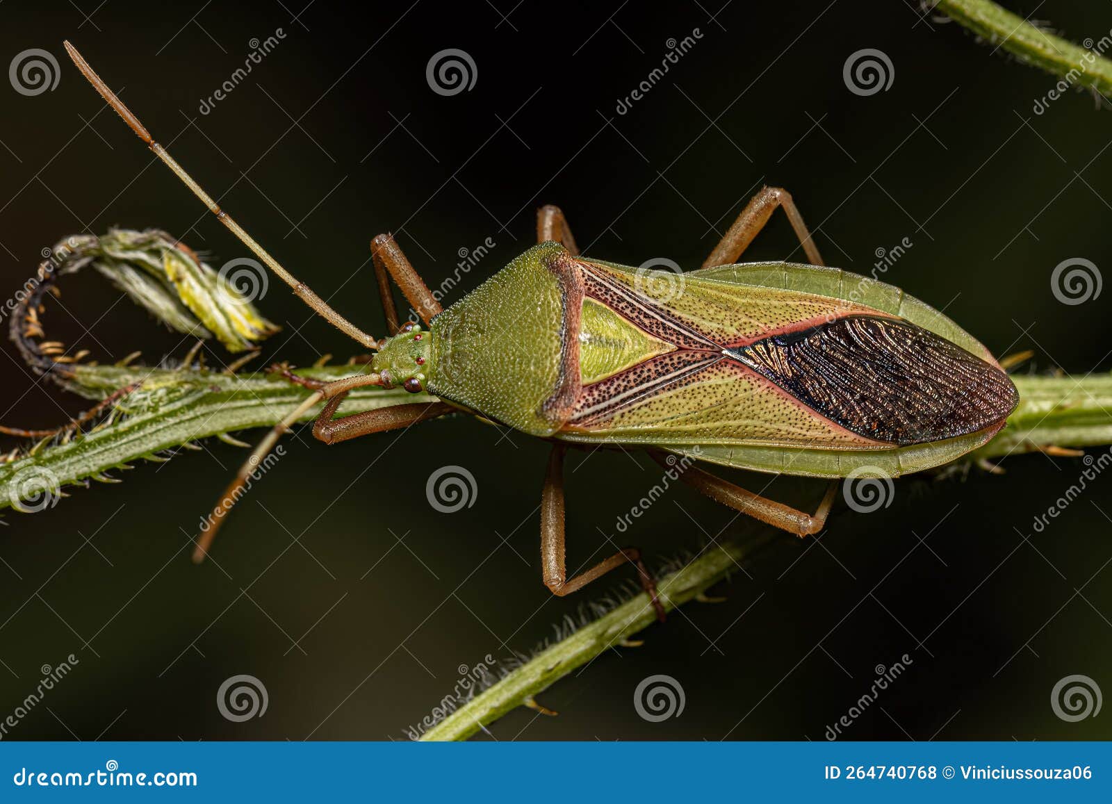 Adult Leaf-footed Bug stock photo. Image of arthropods - 264740768
