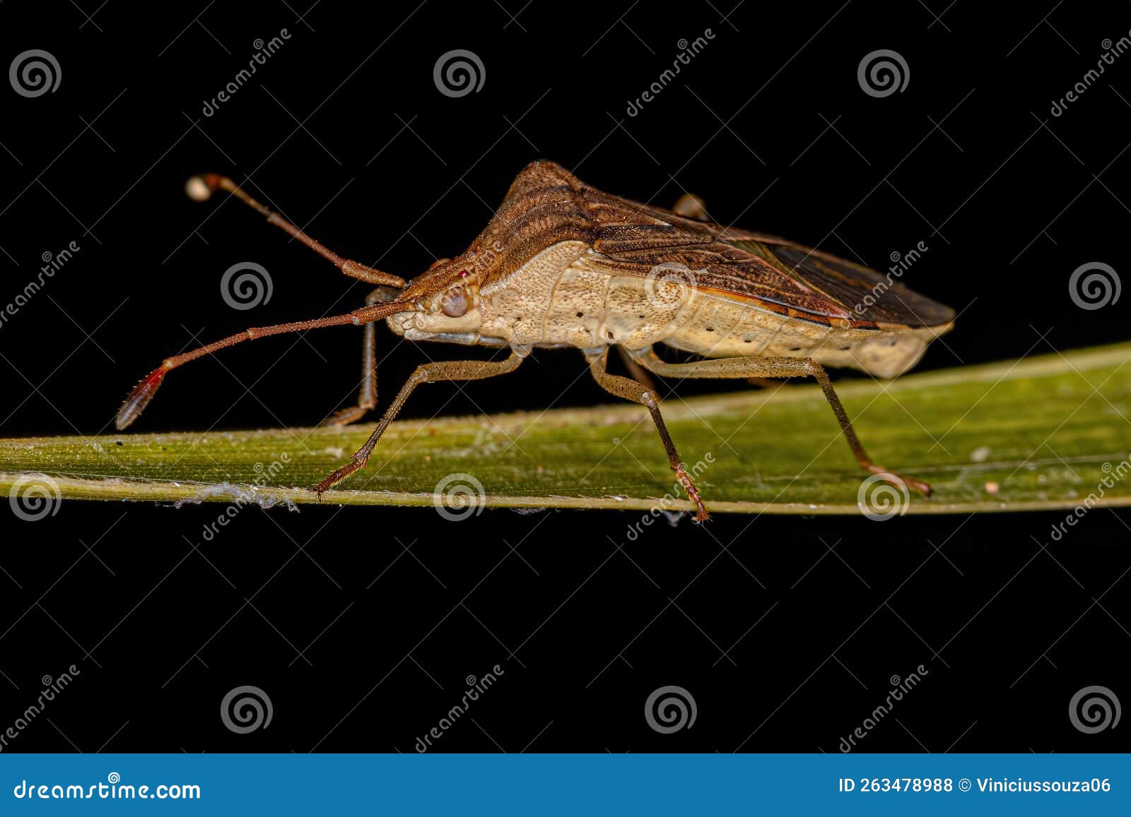 Adult Leaf-footed Bug stock photo. Image of insects - 263478988