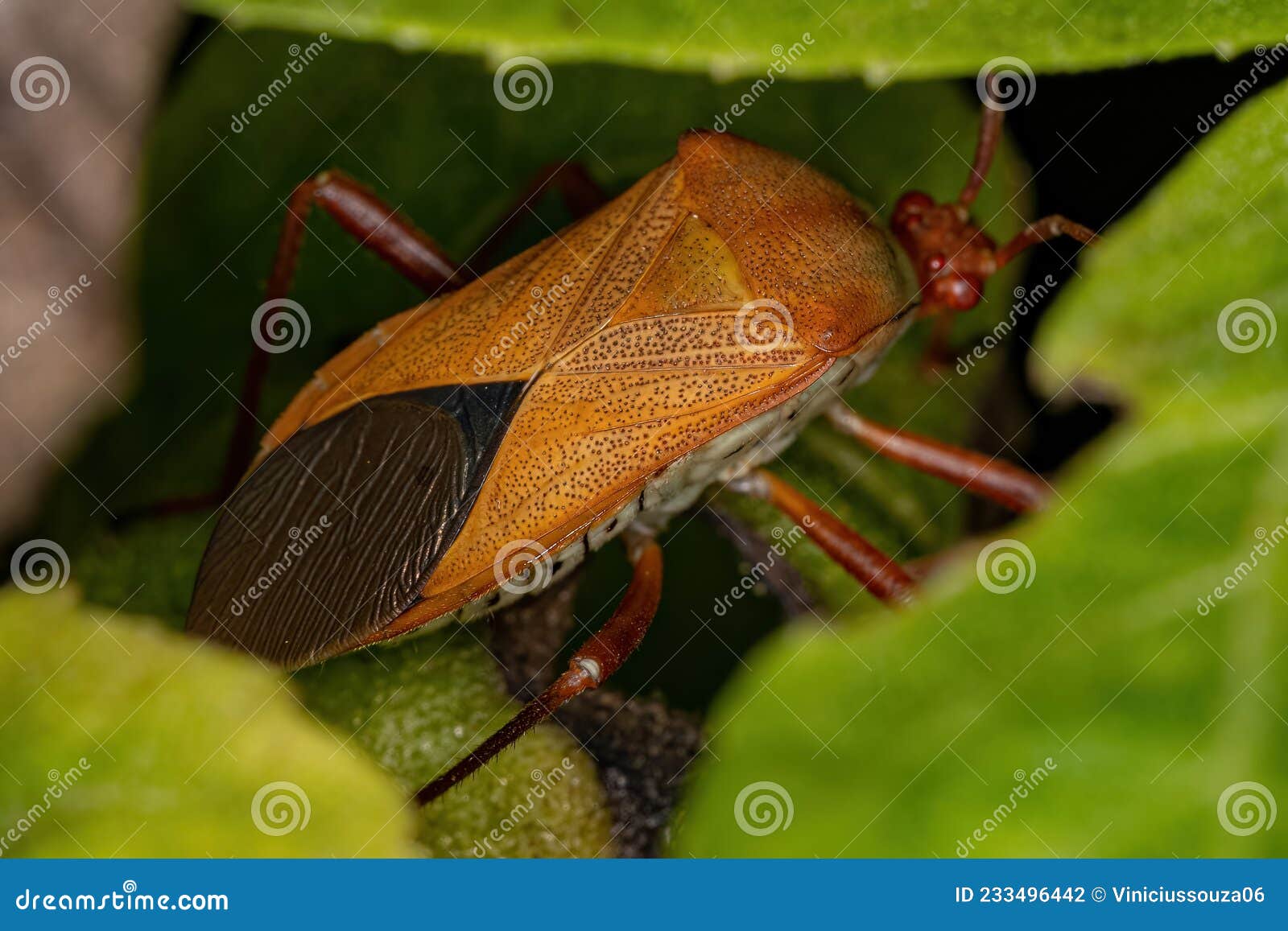 Adult Leaf-footed Bug stock photo. Image of brown, animalia - 233496442