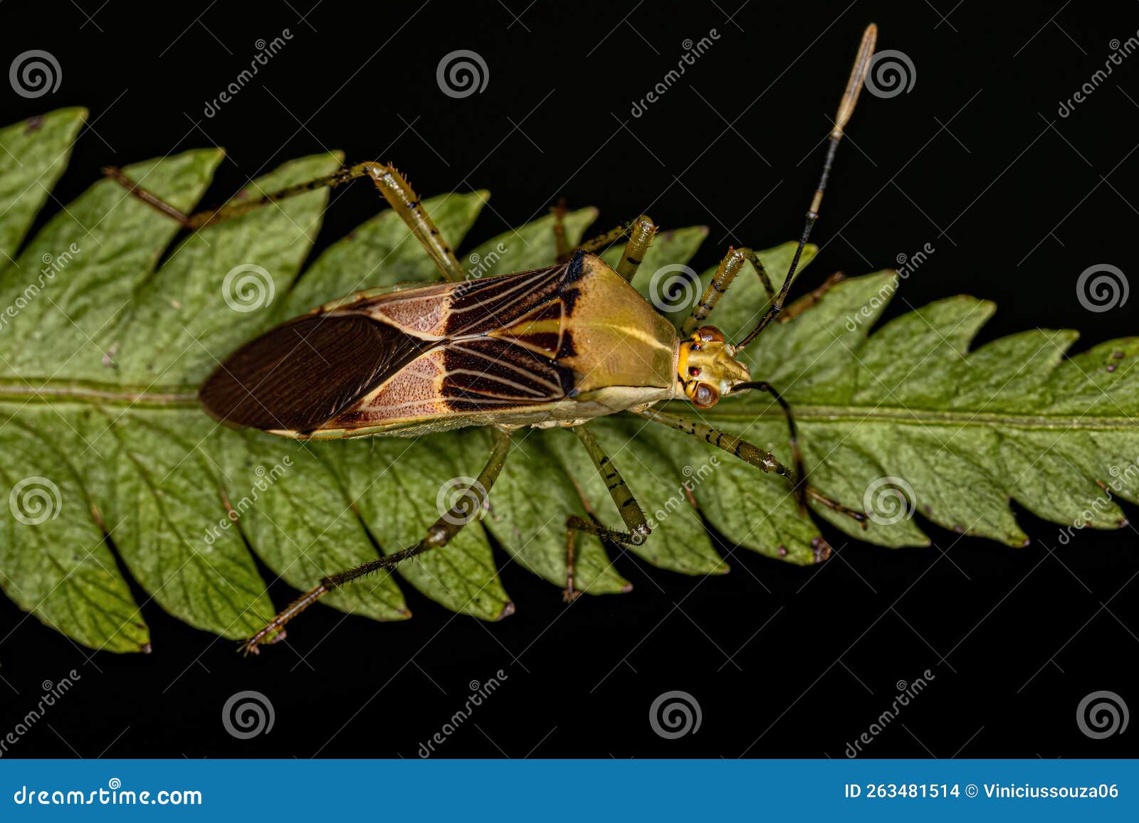 Adult Leaf-footed Bug stock photo. Image of insect, animals - 263481514