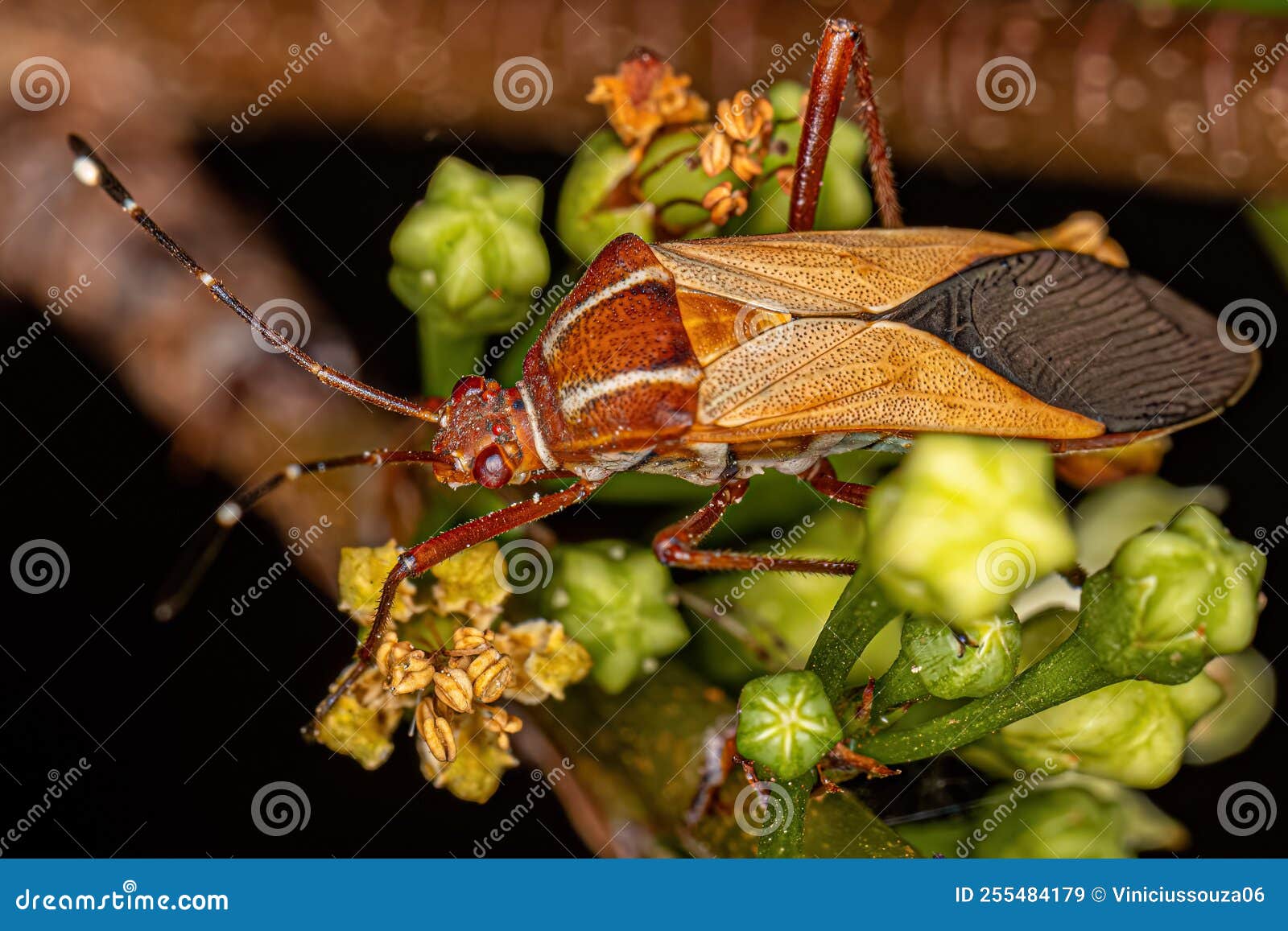 Adult Leaf-footed Bug stock image. Image of arthropod - 255484179
