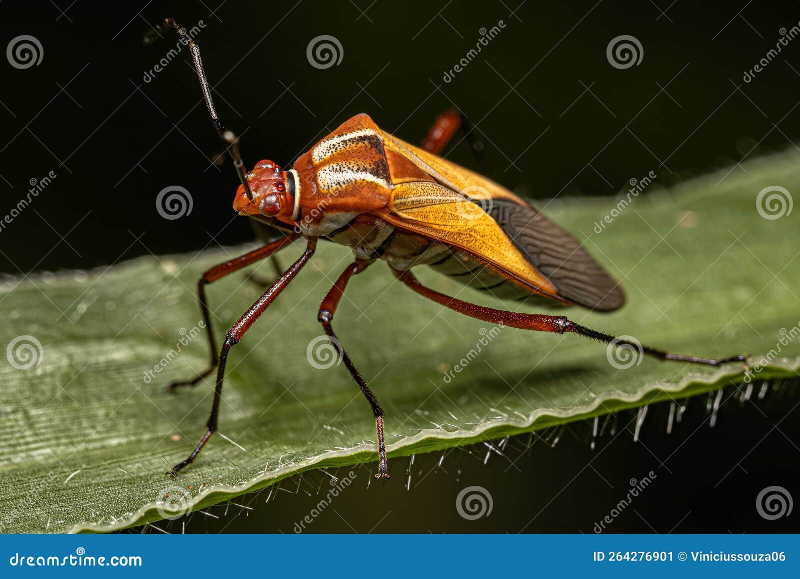 Adult Leaf-footed Bug stock image. Image of coreoidea - 264276901