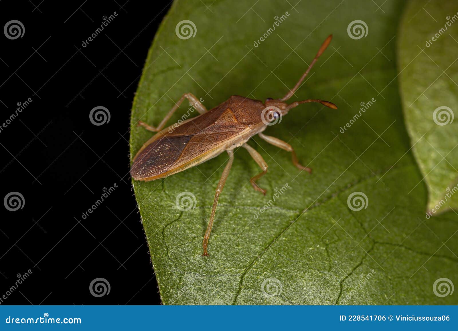 Adult Leaf-footed Bug stock photo. Image of pentatomomorpha - 228541706