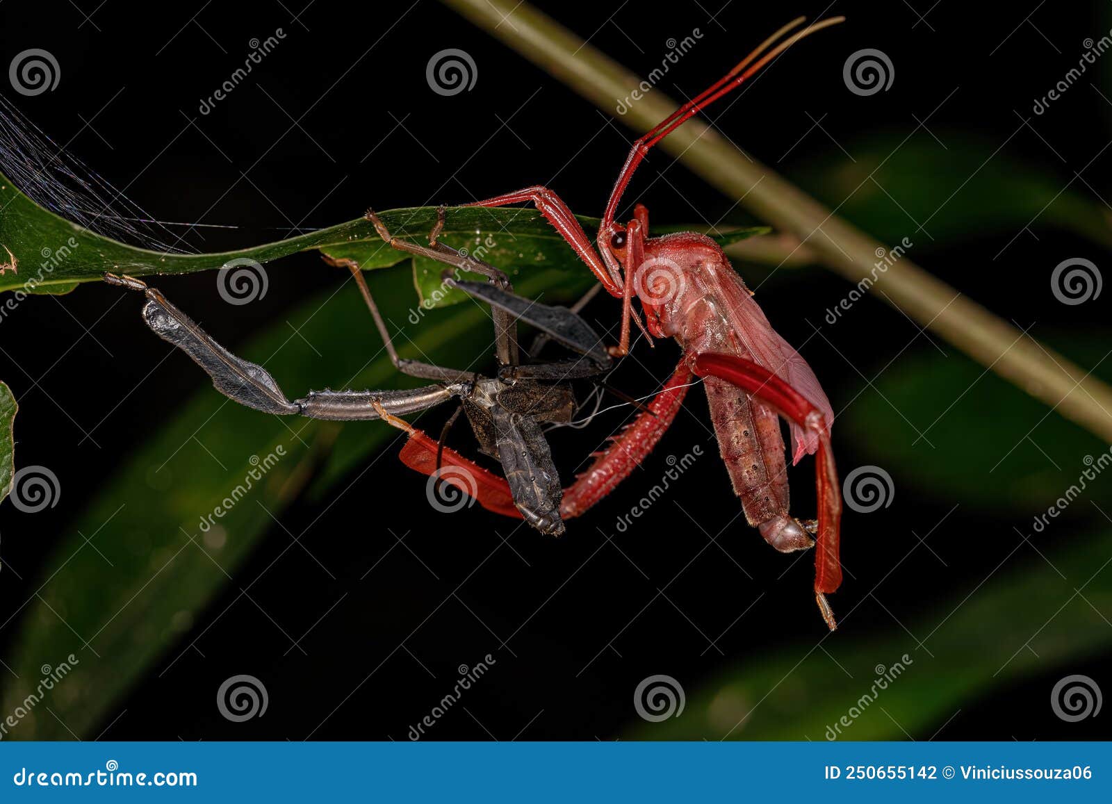 Adult Leaf-footed Bug stock photo. Image of entomology - 250655142