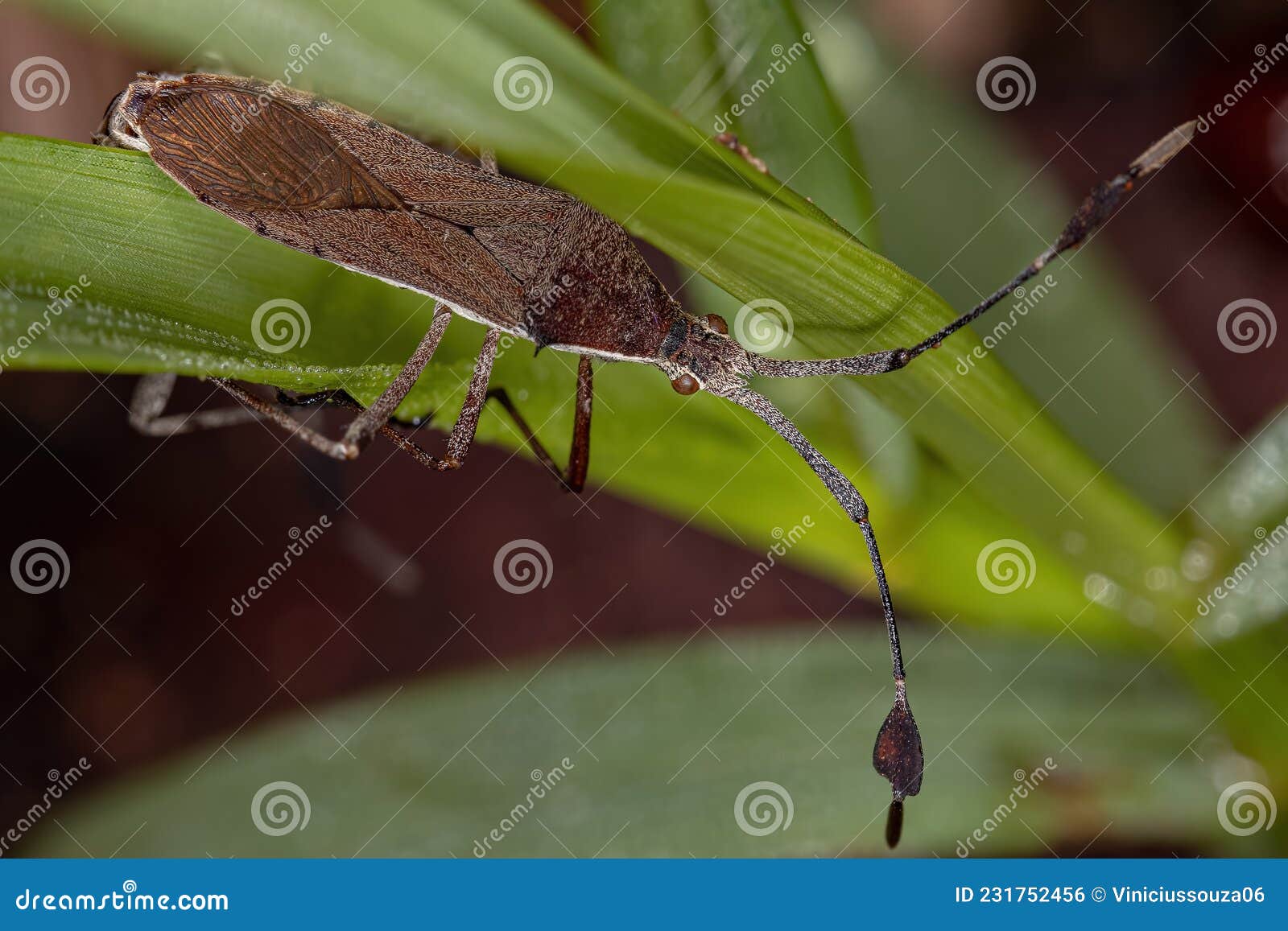 Adult Leaf-footed Bugs Coupling Stock Photo - Image of invasive, insect ...