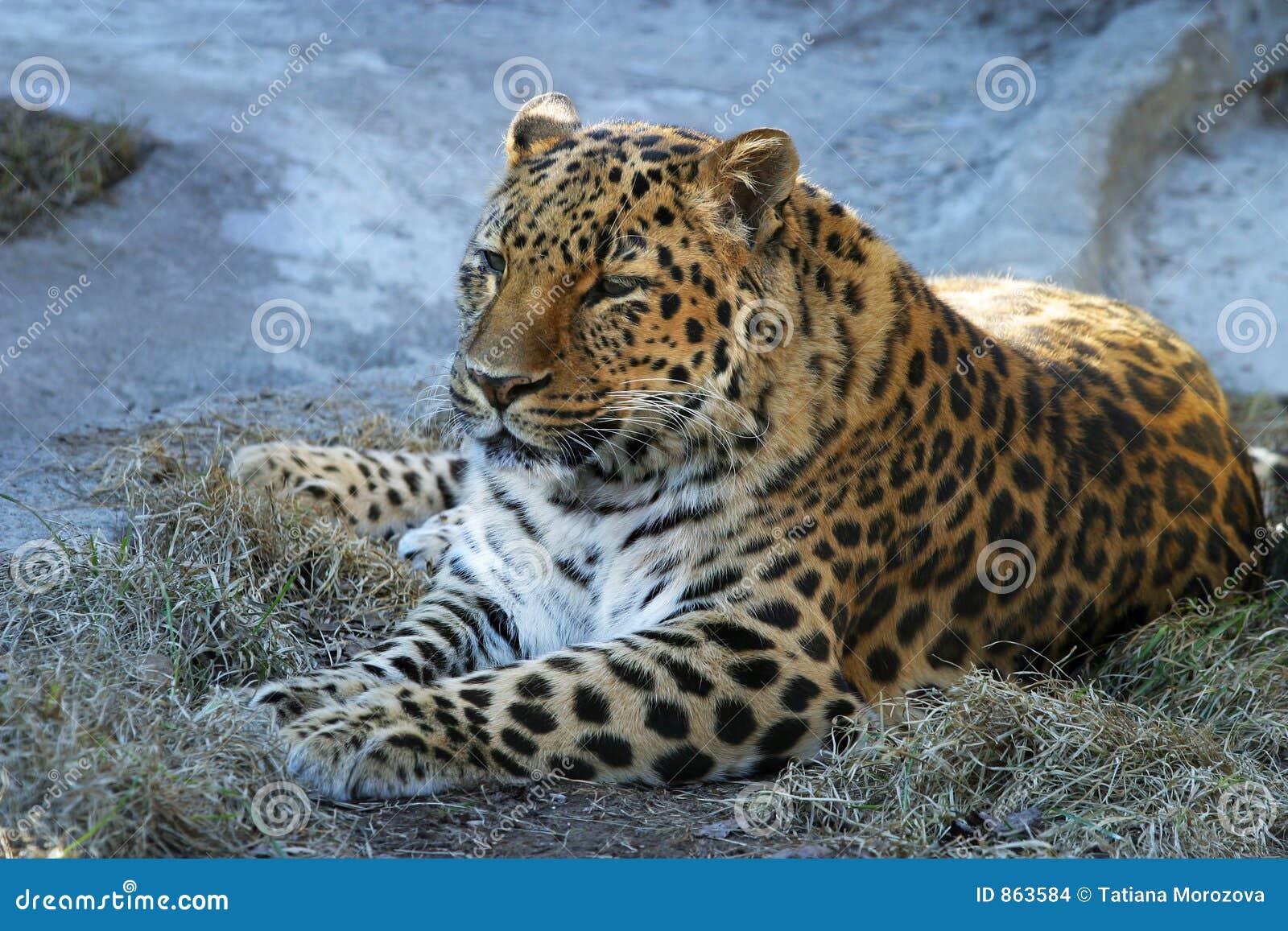Adult Leopard stock photo. Image of mammal, wild, spots - 863584