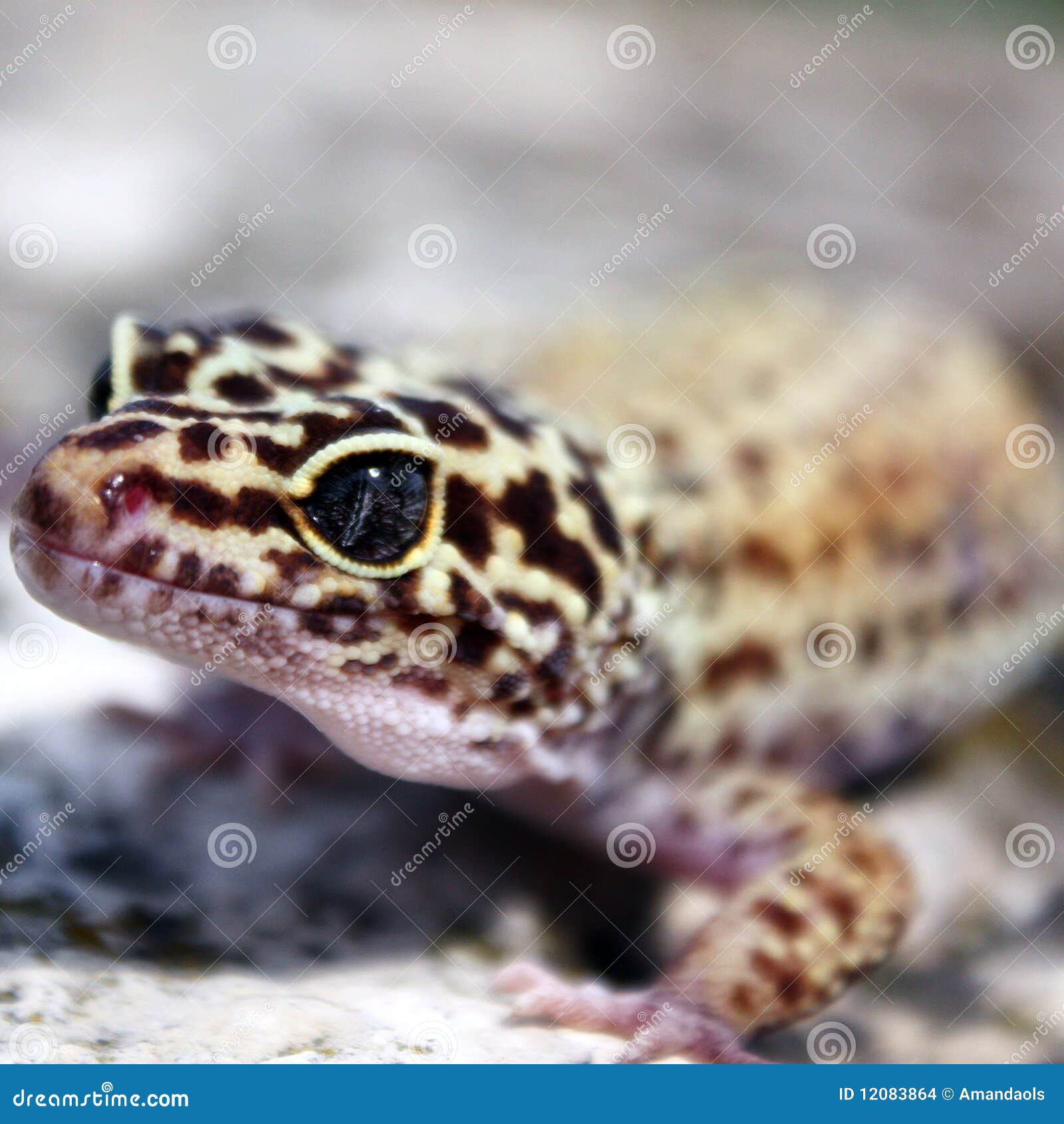 Adult leopard gecko stock photo. Image of mouth, gecko - 12083864
