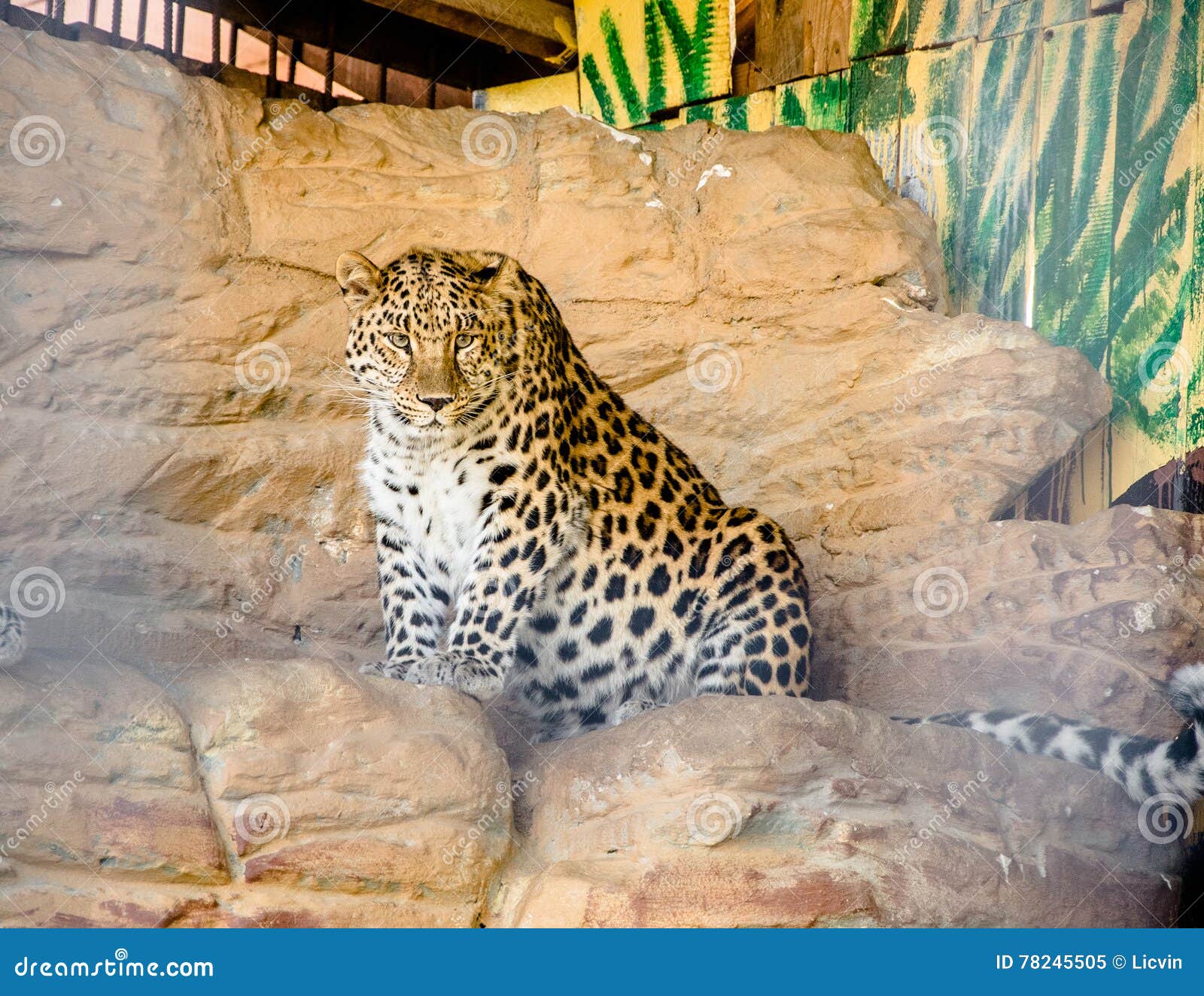 Adult leopard stock image. Image of nature, rock, african - 78245505