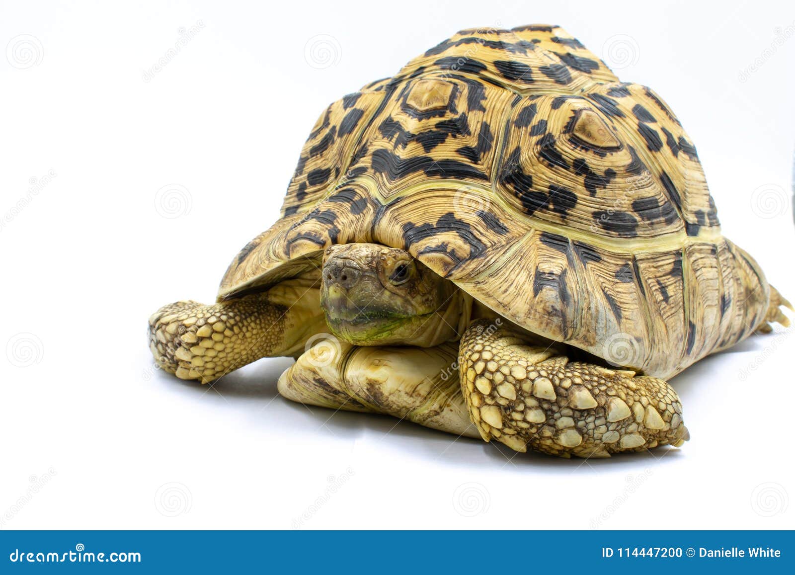 Adult Leopard Tortoise Stigmochelys Pardalis on White Background Stock ...