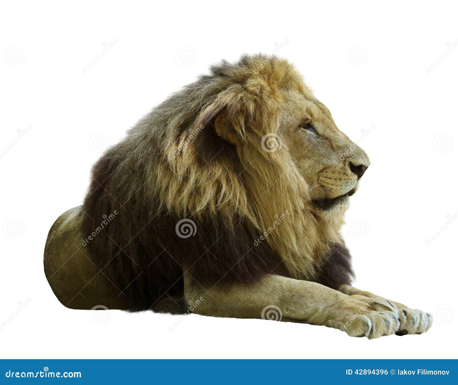 Adult Lion. Isolated on White Stock Photo - Image of wilderness, lion ...