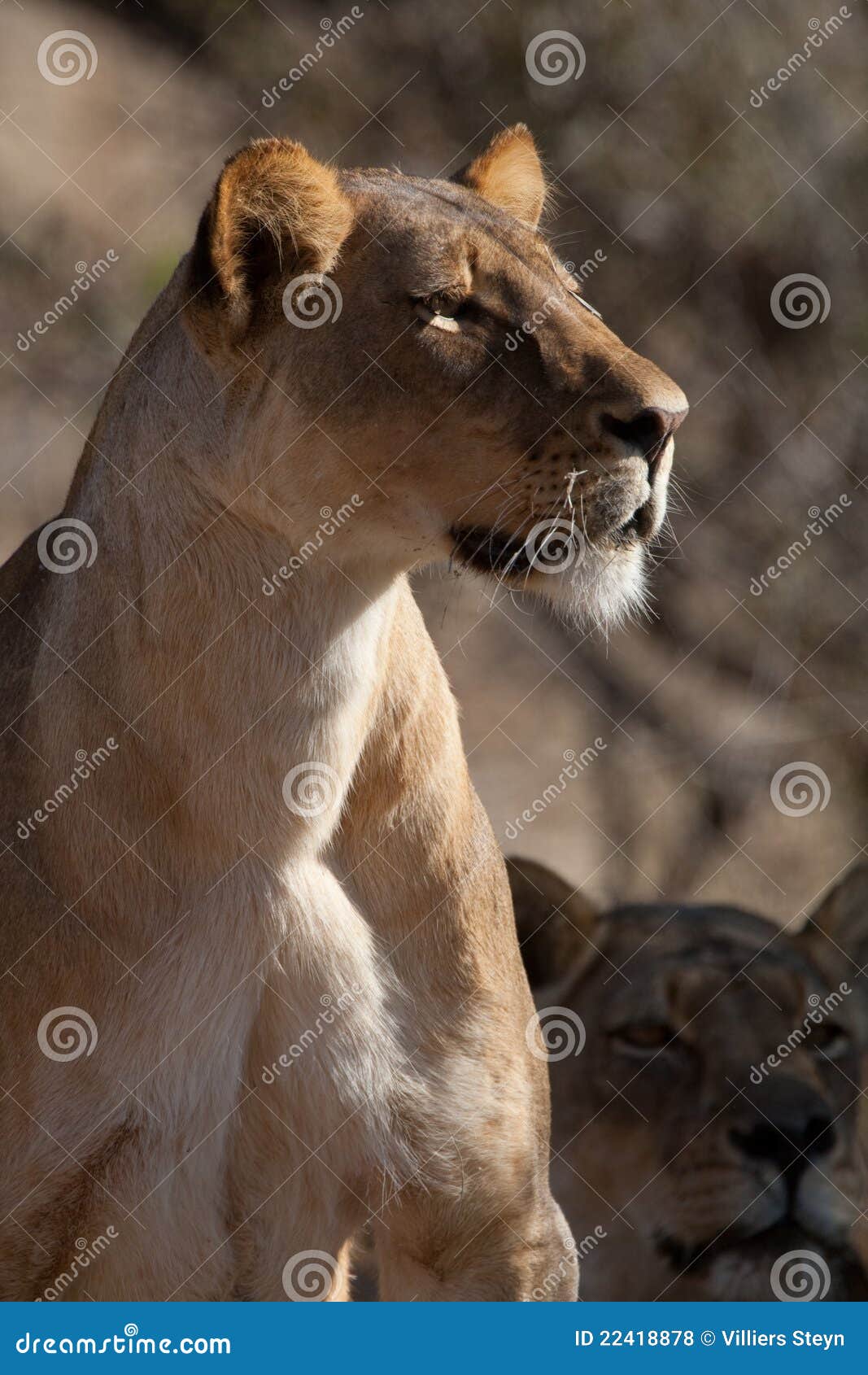 Adult lioness stock photo. Image of safari, light, outdoors - 22418878