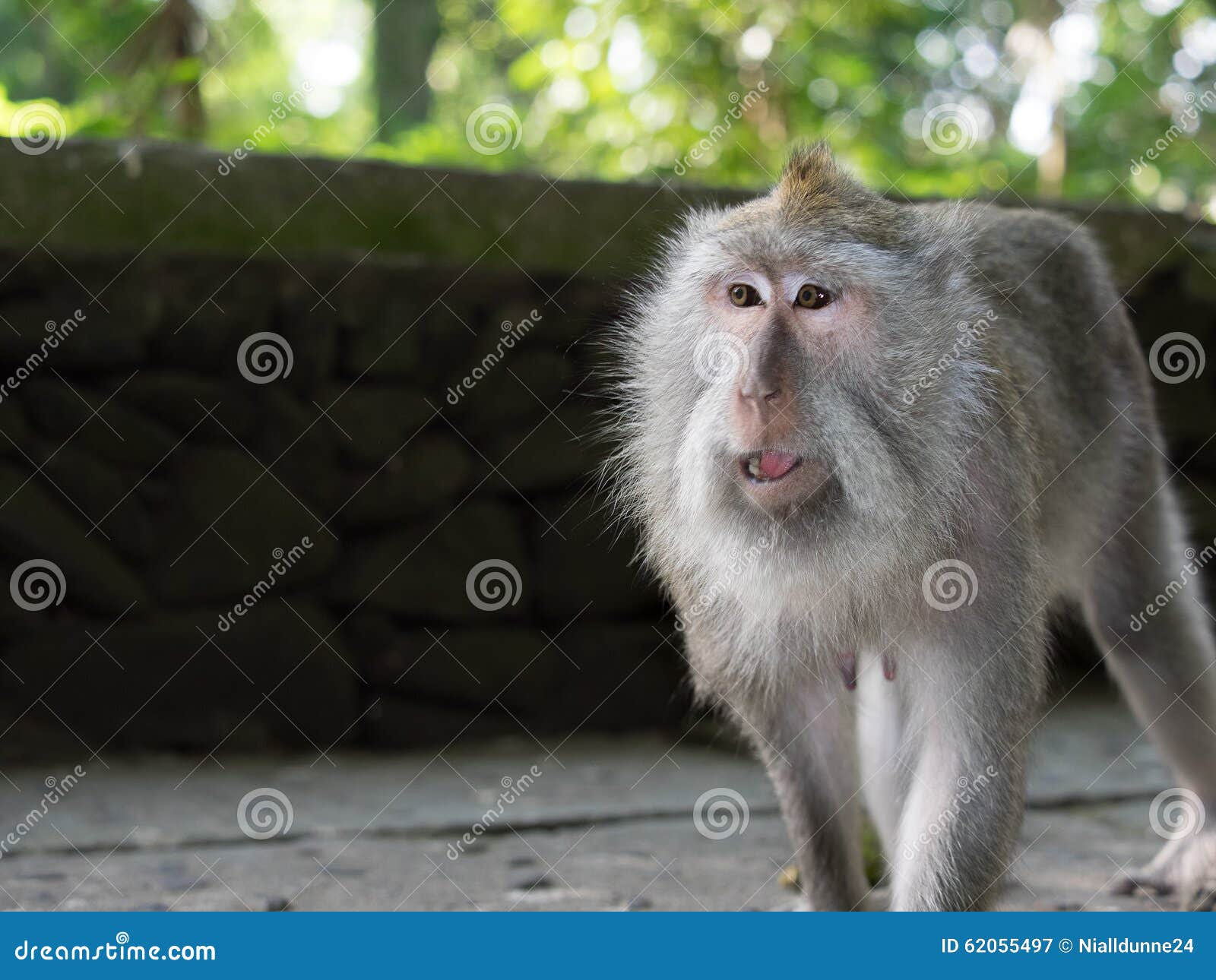 Adult Macaque Monkey in Bali Stock Image - Image of tourism, sunny ...