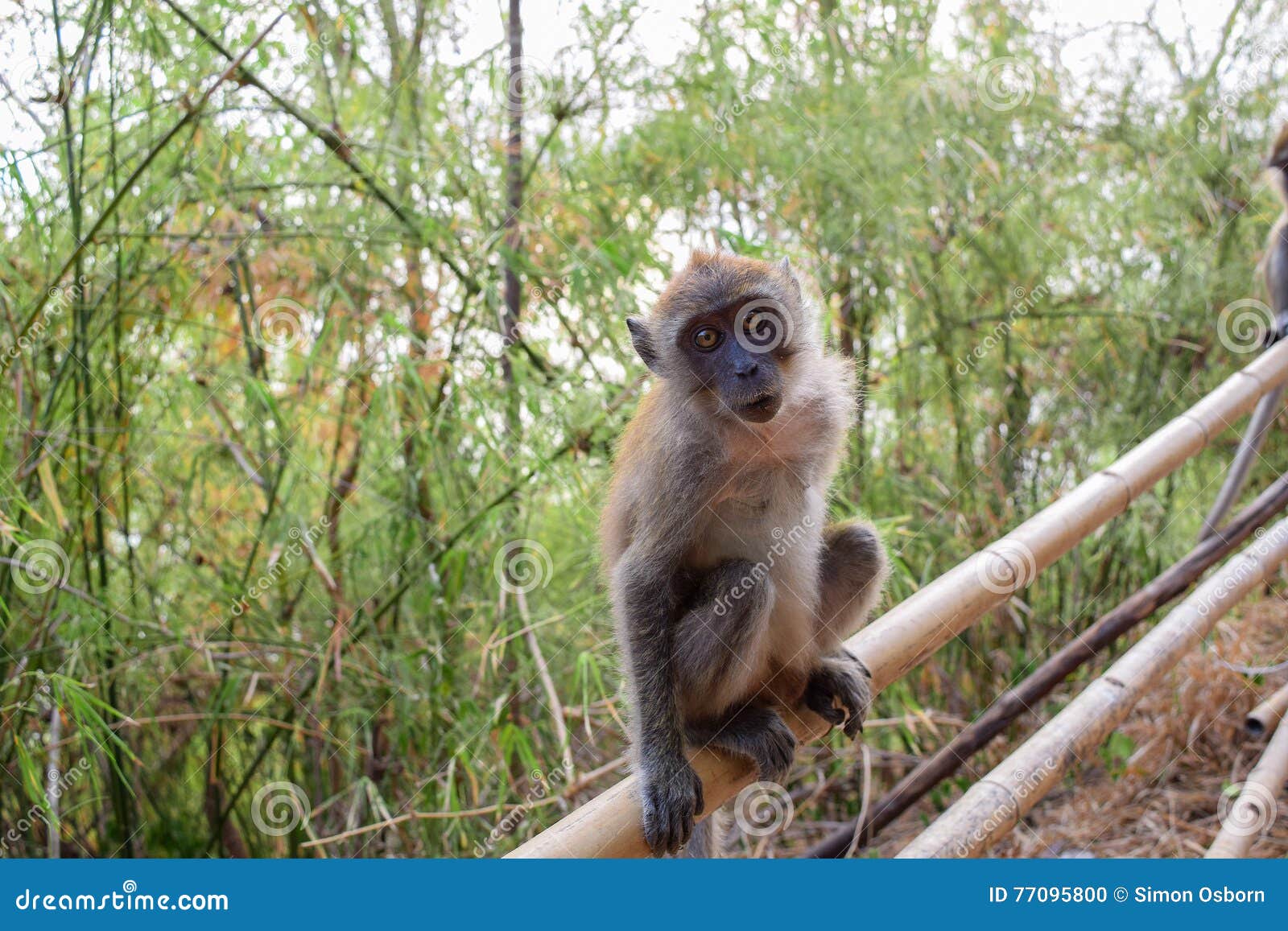 An Adult Macaque Monkey Sits On The Trunk Of A Tree With Its Legs ...
