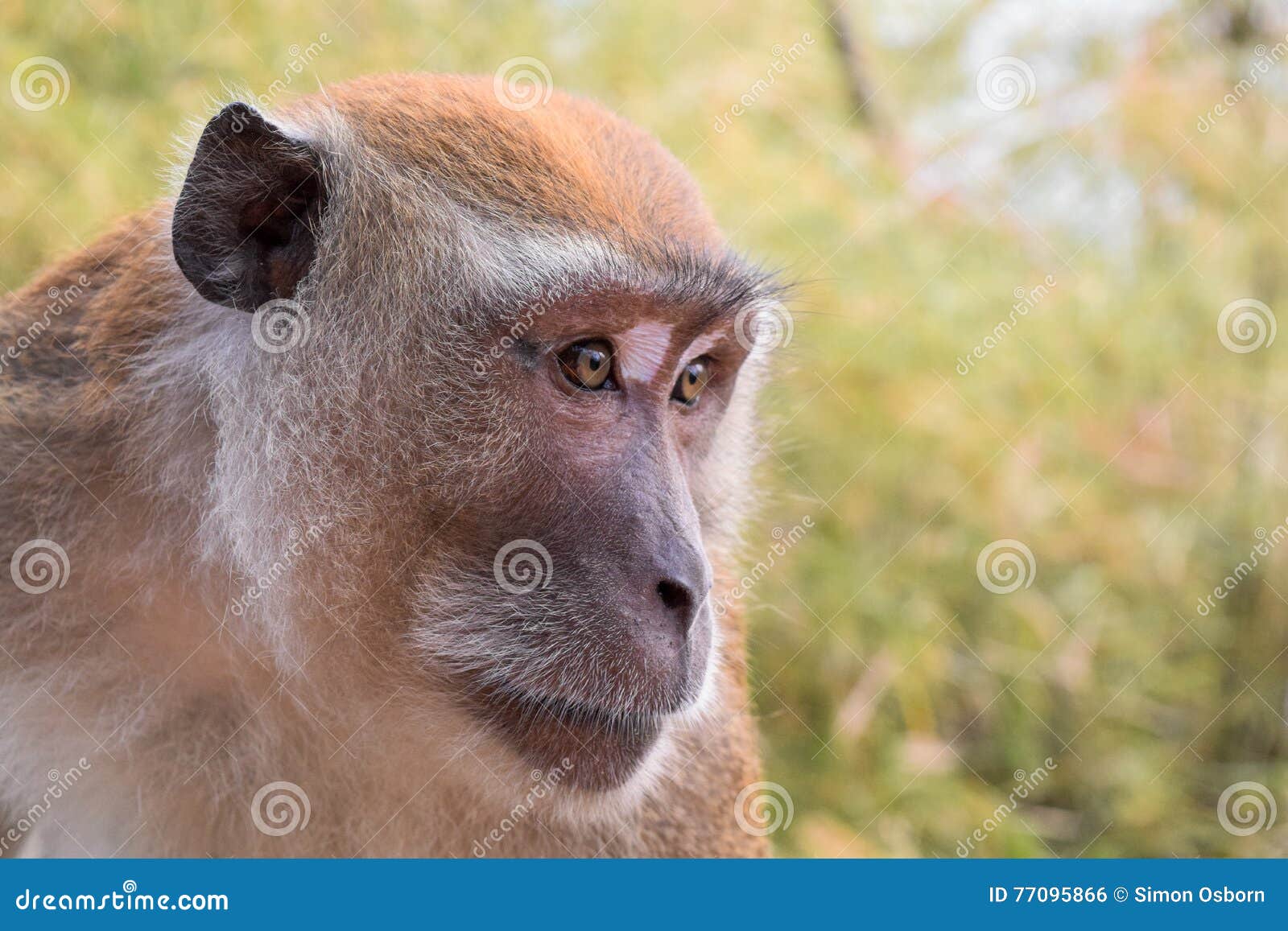 Adult Macaque Monkey stock photo. Image of langur, monkey - 77095866