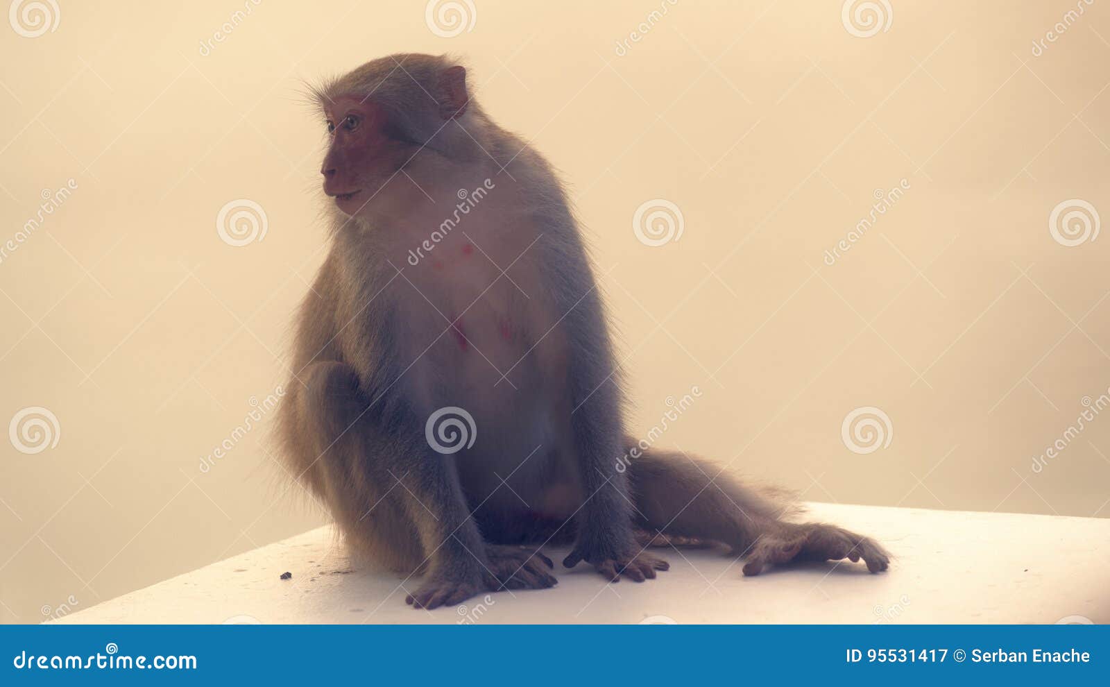 An Adult Macaque Monkey Sits On The Trunk Of A Tree With Its Legs ...