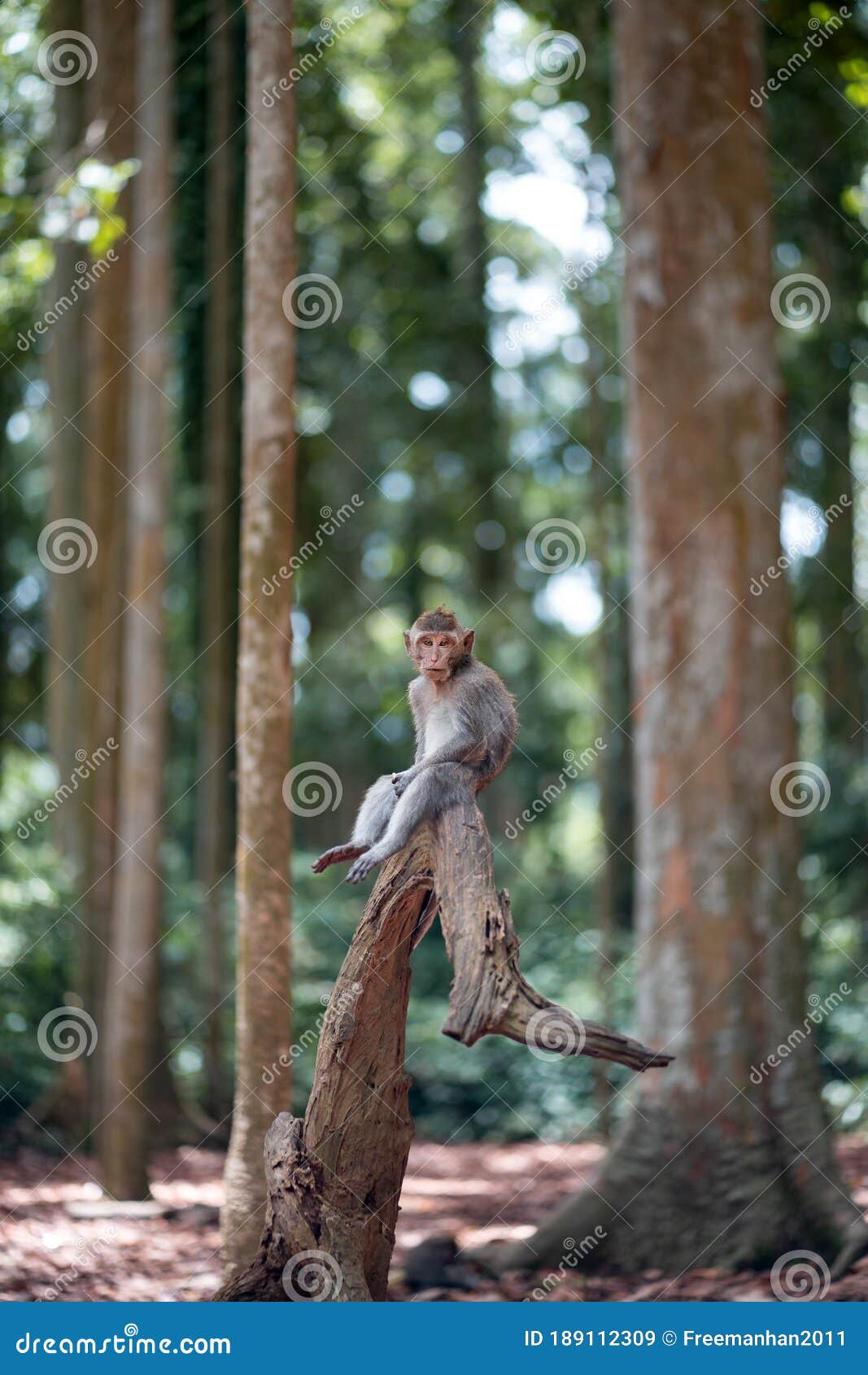 An Adult Macaque Monkey is Sitting on the Trunk of a Tree, Its Legs ...