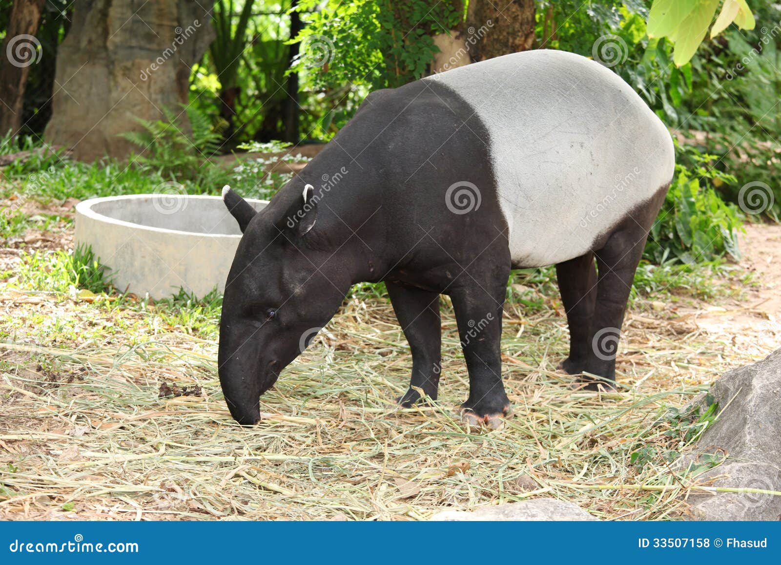 Adult malayan tapir stock photo. Image of grey, asia - 33507158