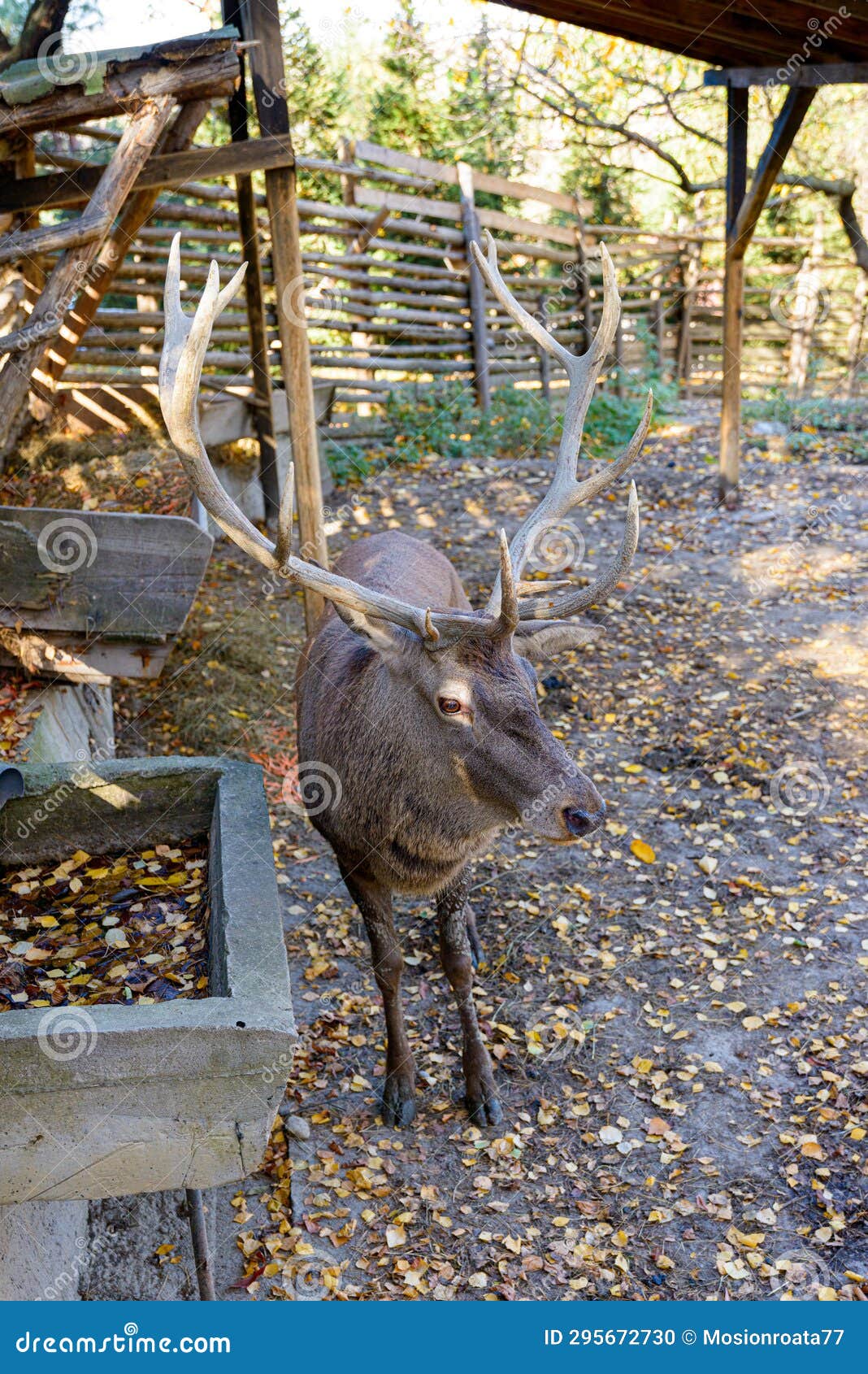 Adult male deer stock photo. Image of outdoors, male - 295672730