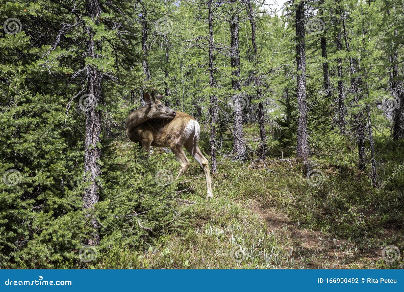 Adult Male Deer in the Forest Stock Photo - Image of cute, deer: 166900492