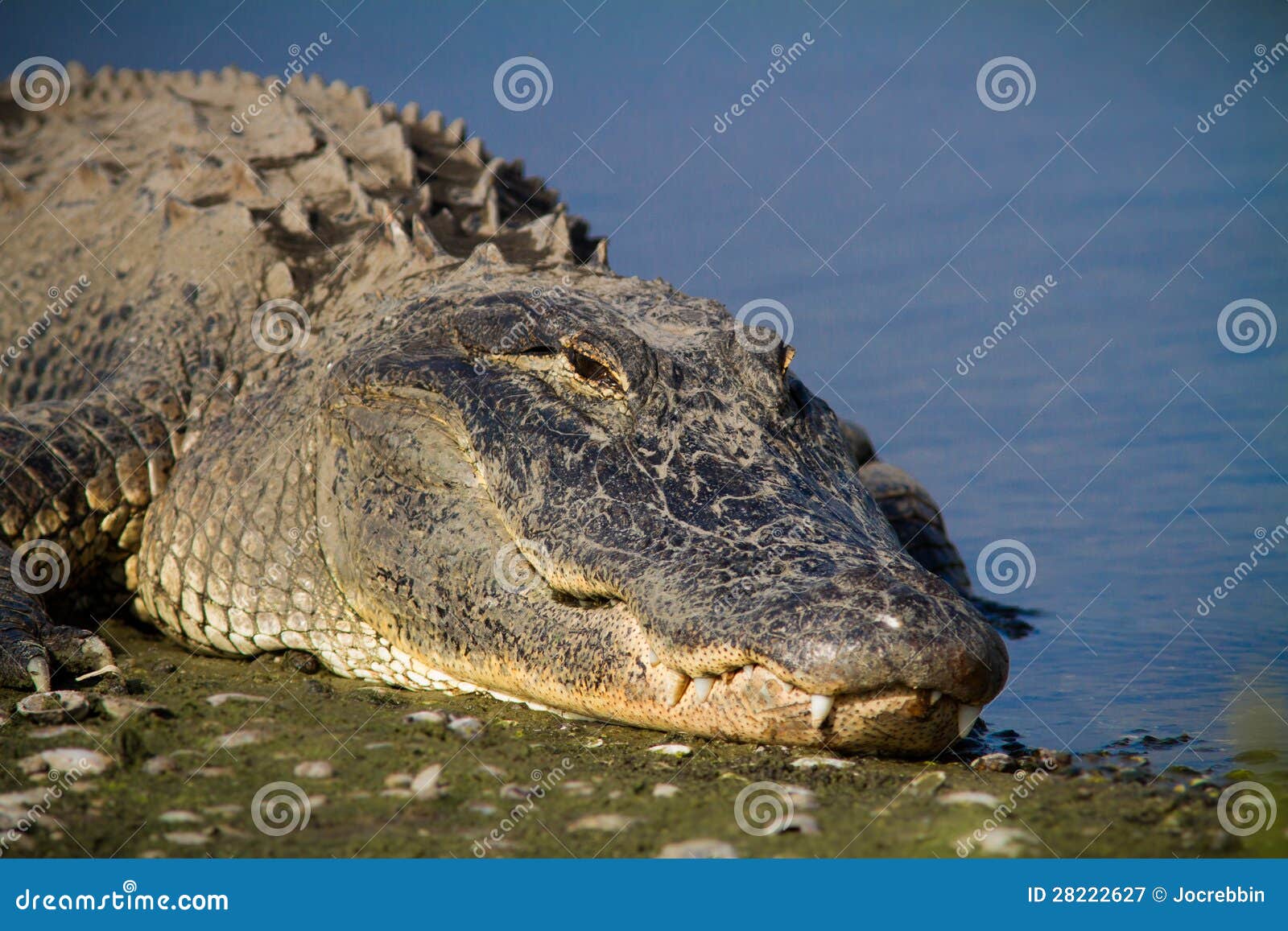 Adult male gator stock image. Image of mouth, swimming - 28222627