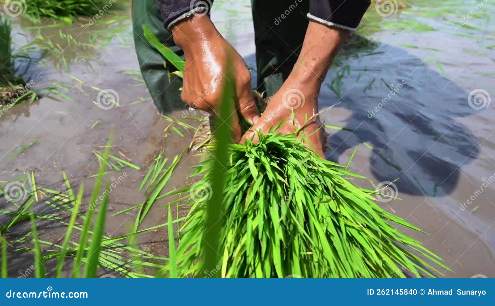 Rice Seeds Stock Footage Video Of Asian Golden Cereal 262145840