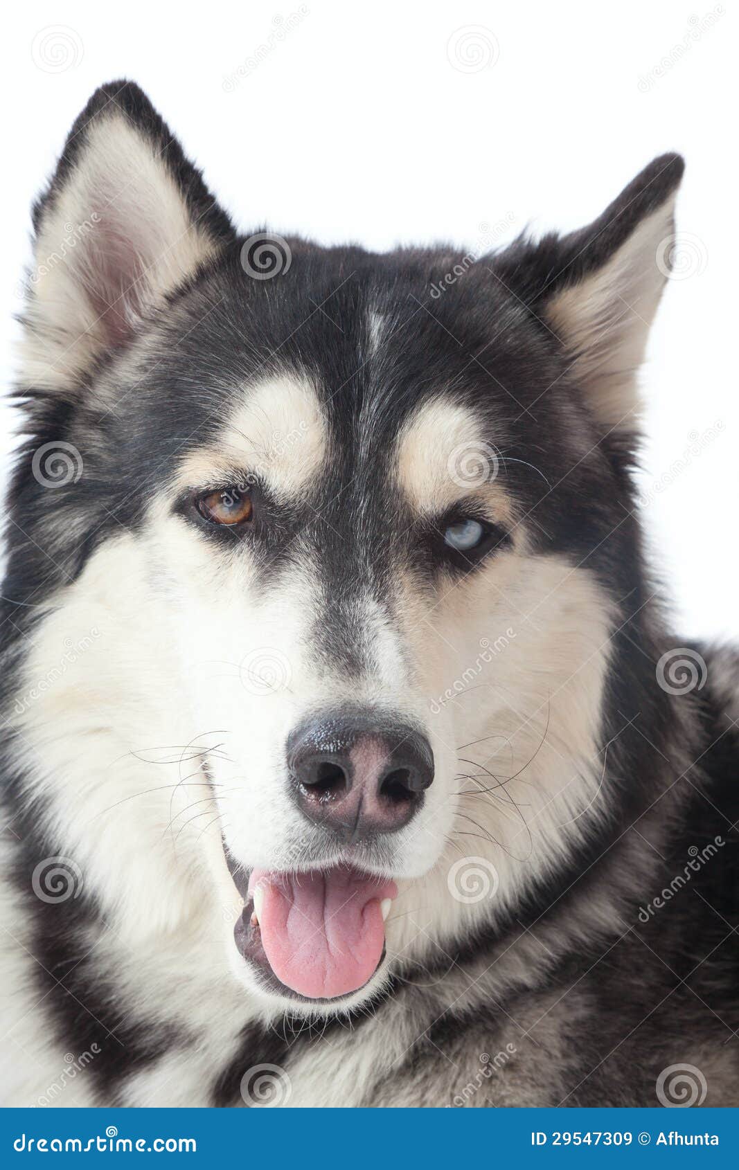 Adult male husky stock image. Image of mammal, animal - 29547309