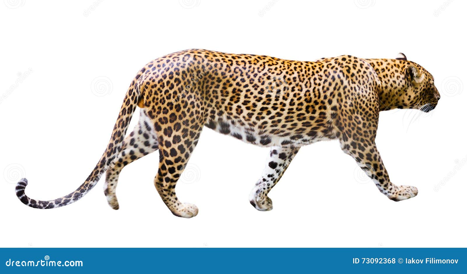 Adult male leopard stock photo. Image of feline, wildlife - 73092368