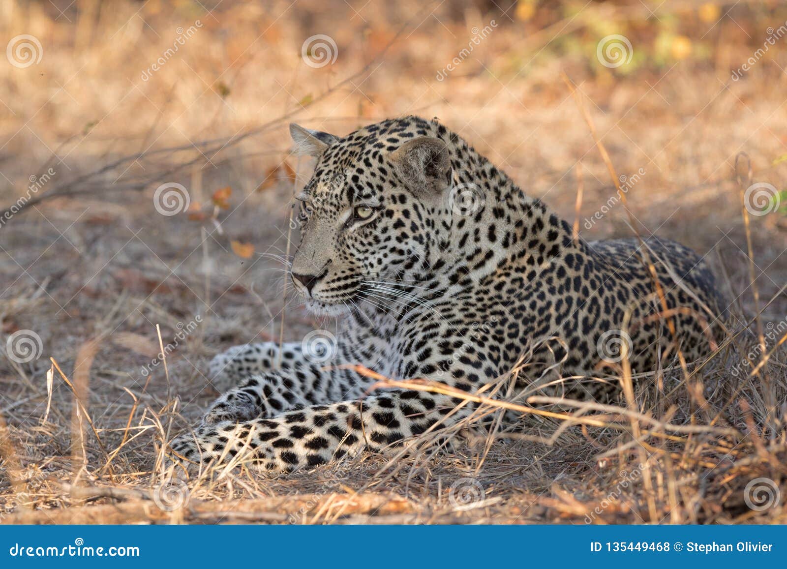 Adult Male Leopard Resting. Stock Photo - Image of greater, nature ...