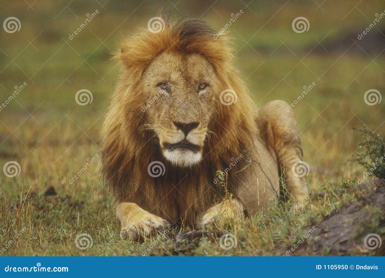 Adult male lion stock photo. Image of kenya, maned, males - 1105950