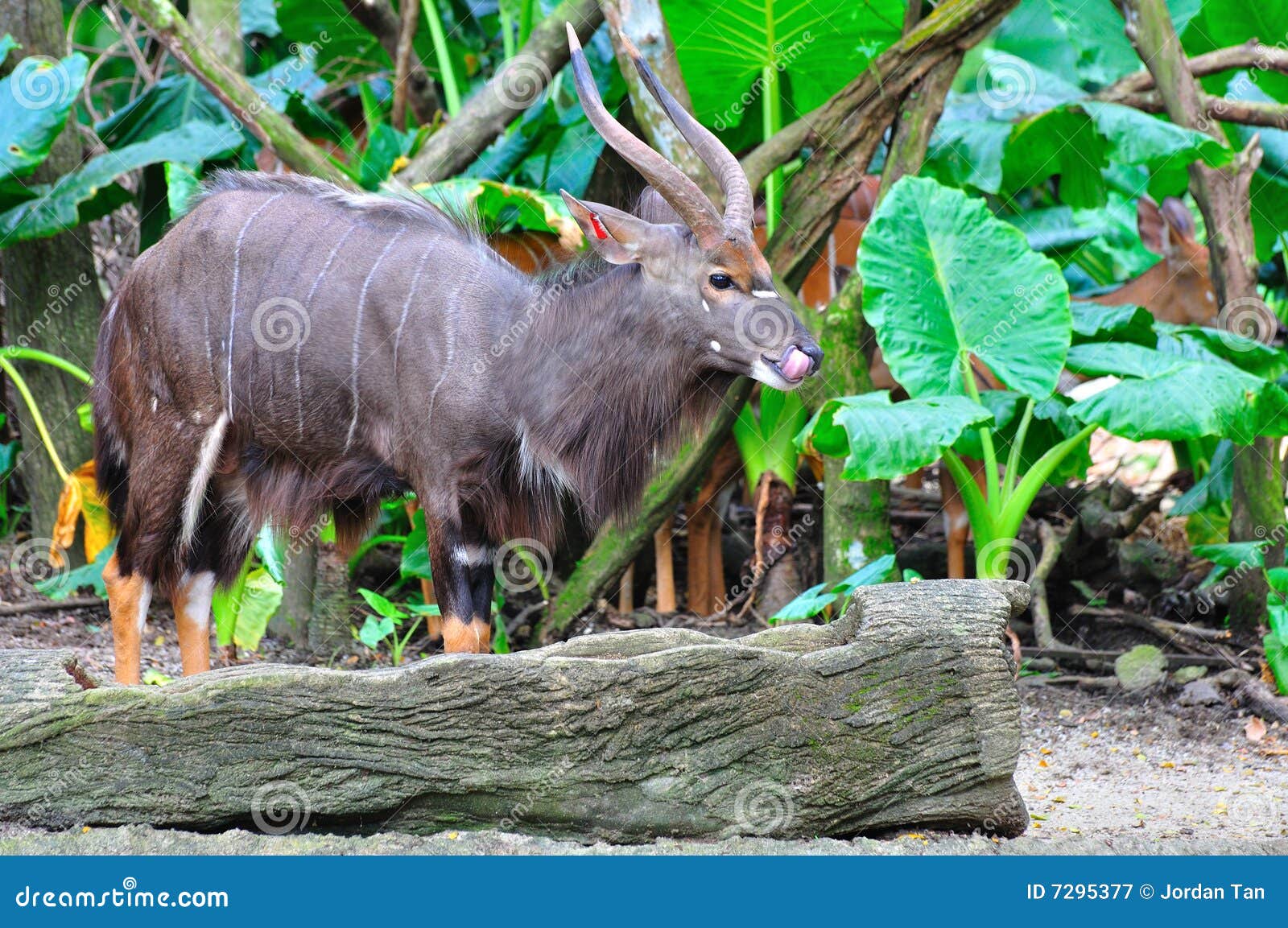 Adult male Nyala stock image. Image of male, life, horn - 7295377