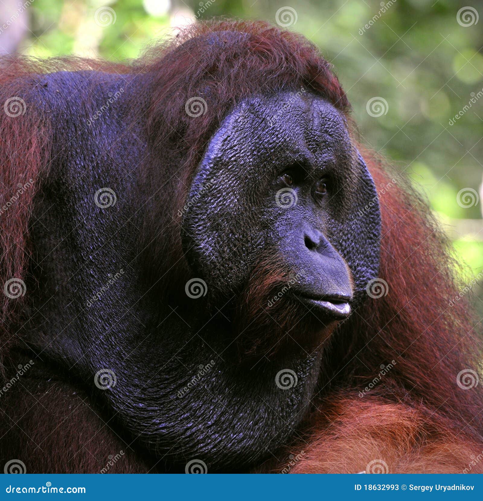 The Adult Male of the Orangutan. Stock Image - Image of brown ...