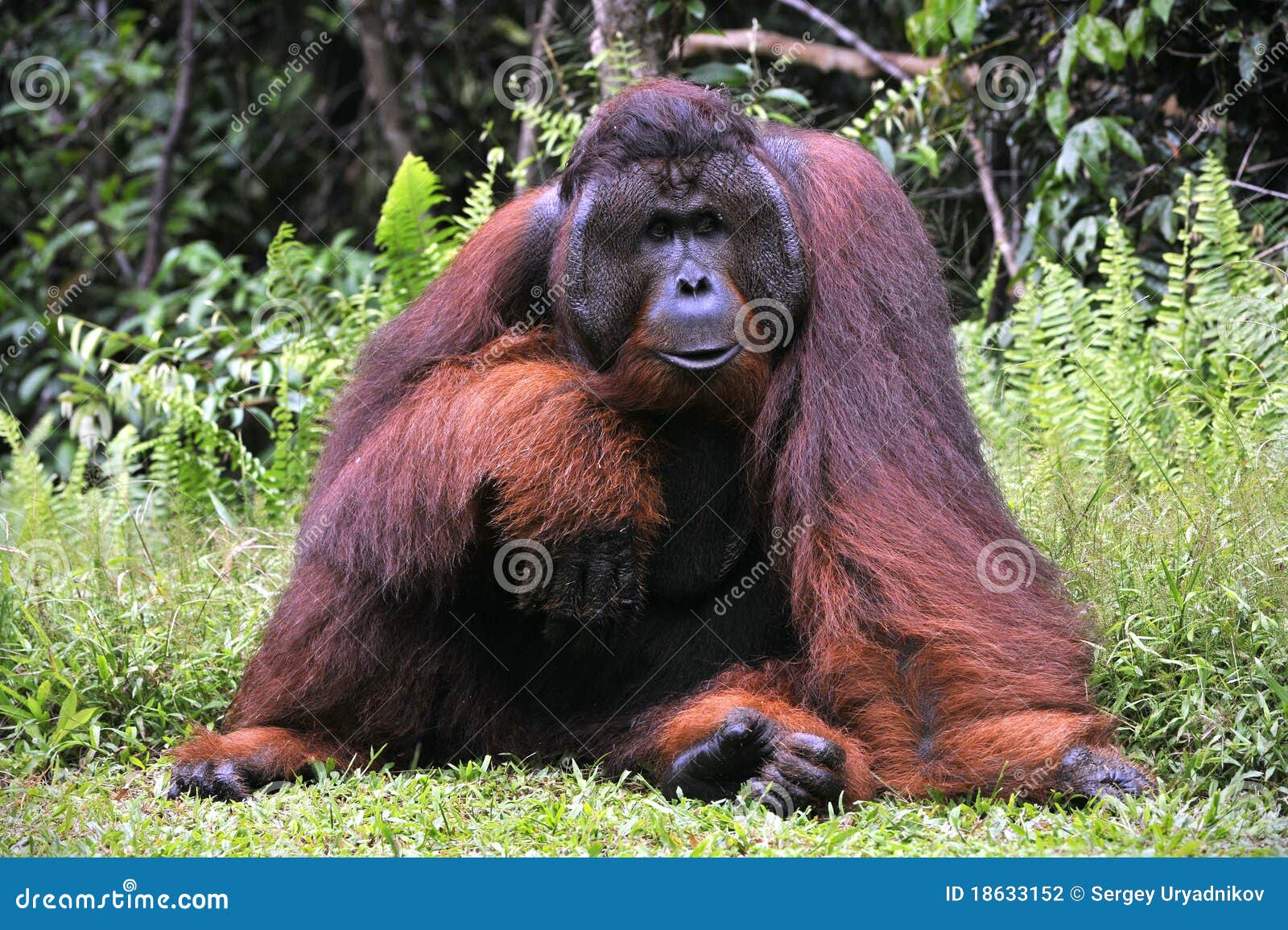 The Adult Male of the Orangutan. Stock Photo - Image of jungle, hominid ...