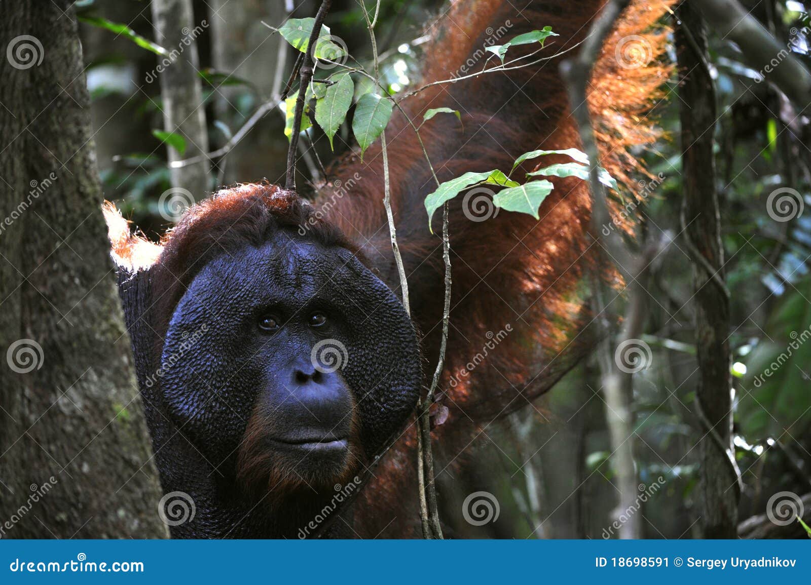 The Adult Male of the Orangutan. Stock Image - Image of male, cute ...