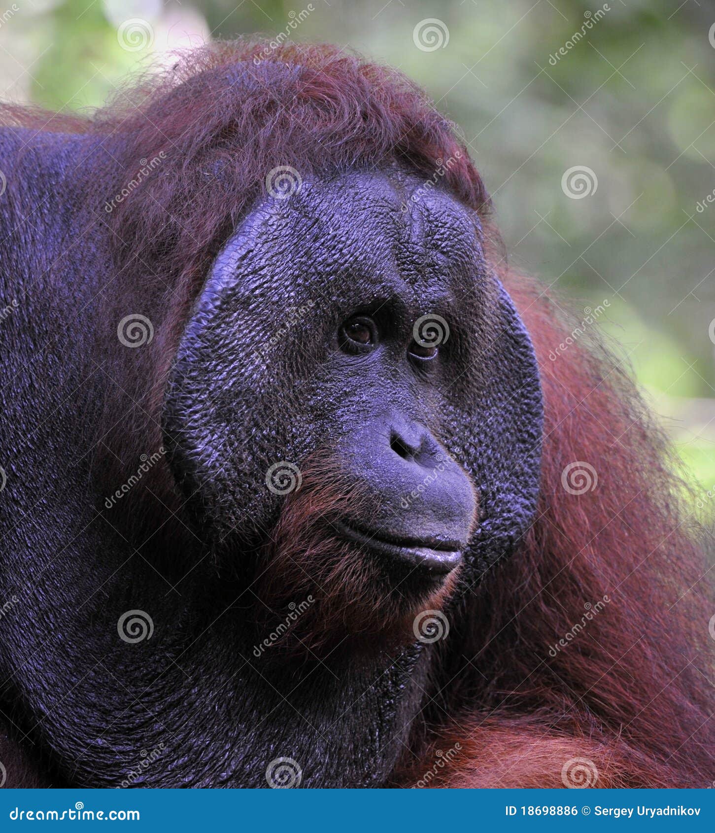 The Adult Male of the Orangutan. Stock Photo - Image of indonesia ...
