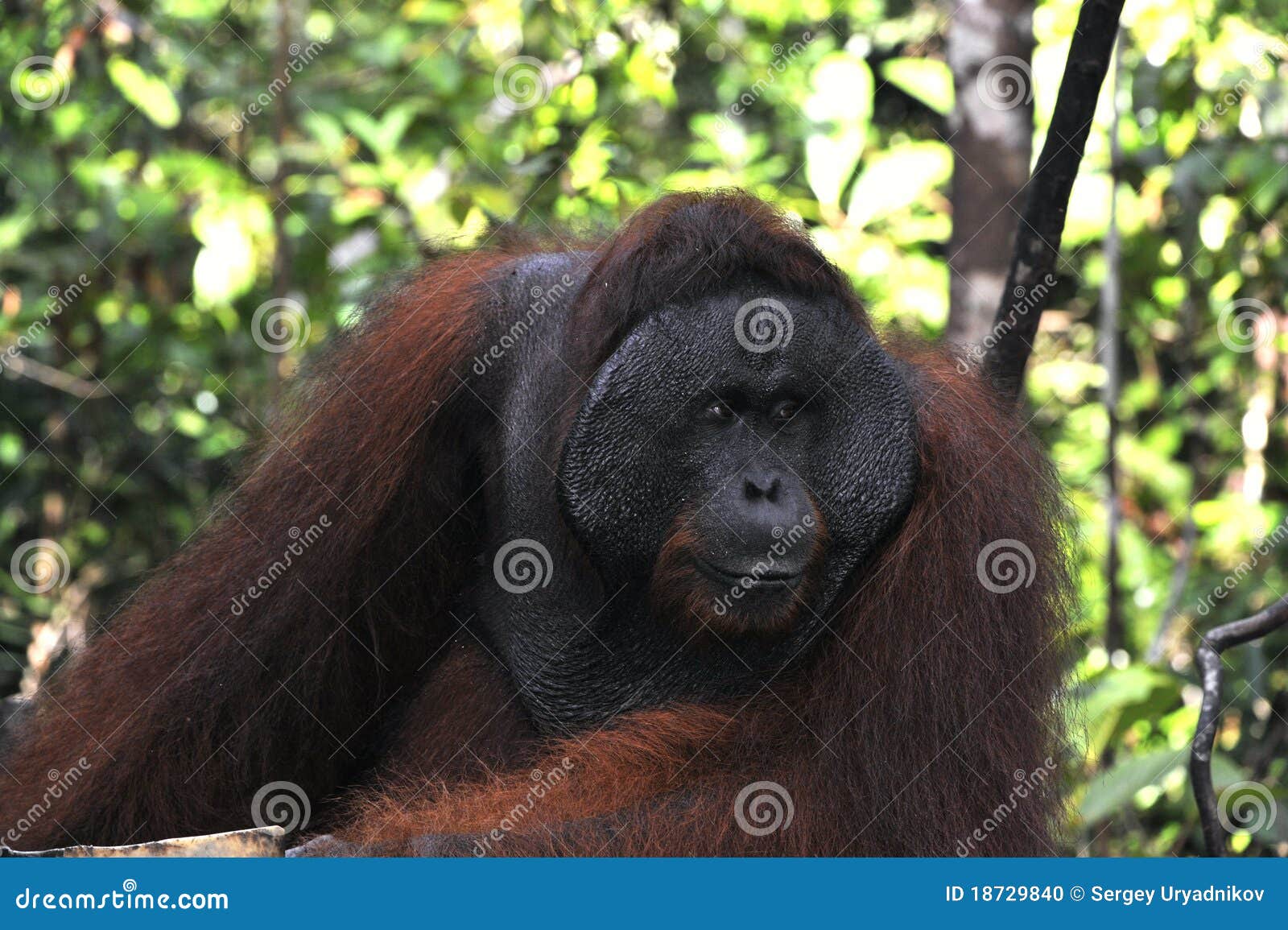 The Adult Male of the Orangutan. Stock Photo - Image of kalimantan ...
