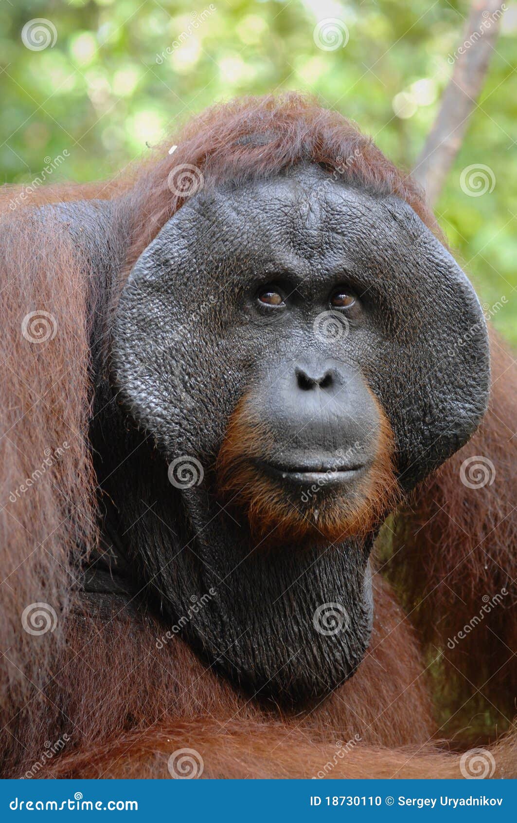 The Adult Male of the Orangutan. Stock Photo - Image of pongo, adult ...
