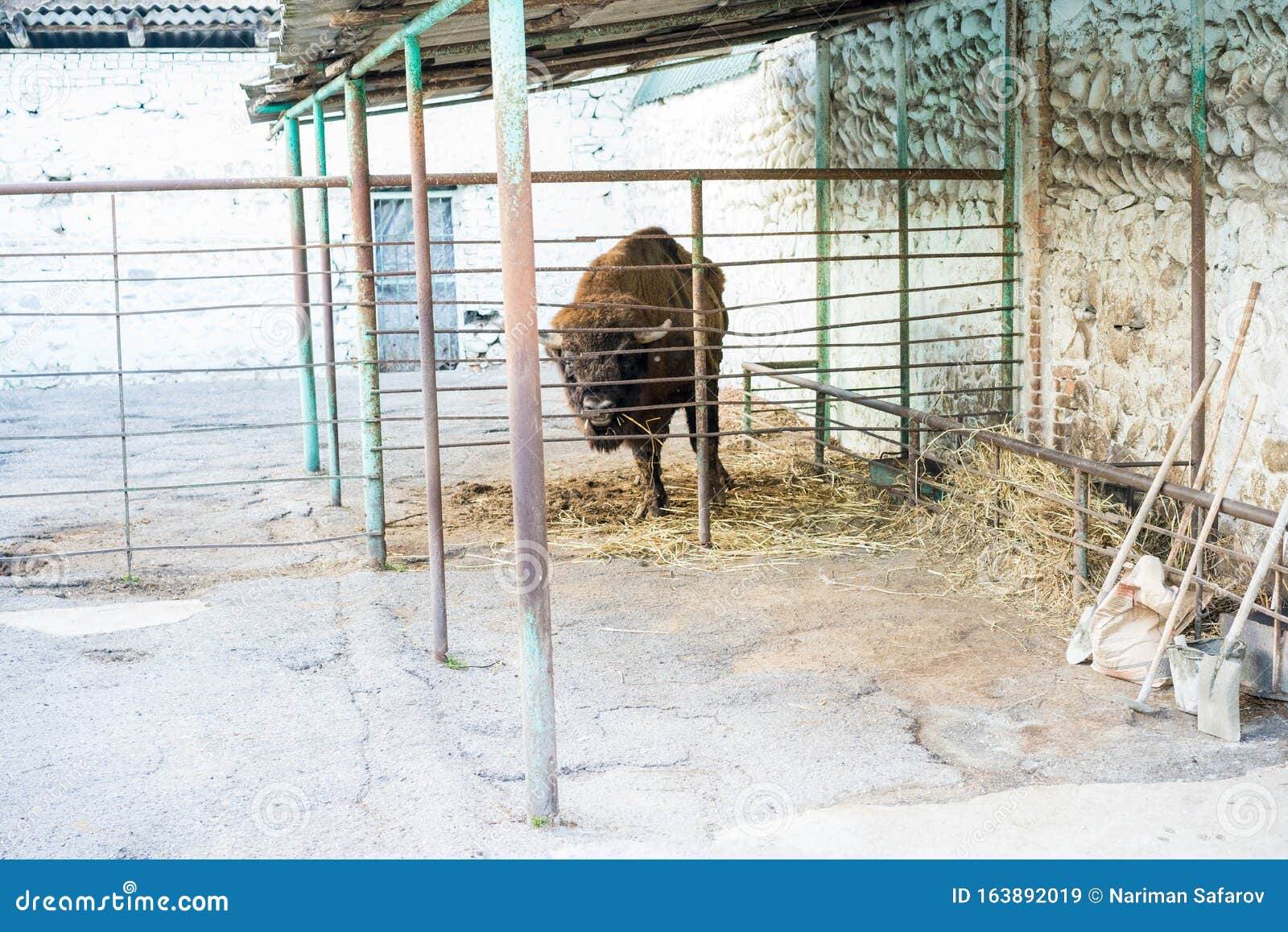 Adult male yak eats oats stock image. Image of brown - 163892019