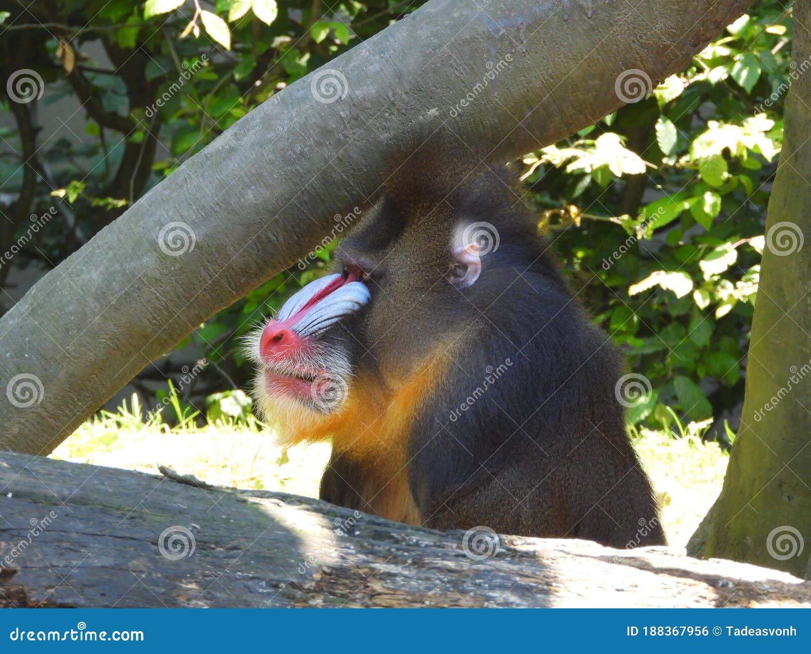 Mandrill Sitting, Mandrillus Sphinx Royalty-Free Stock Photo ...