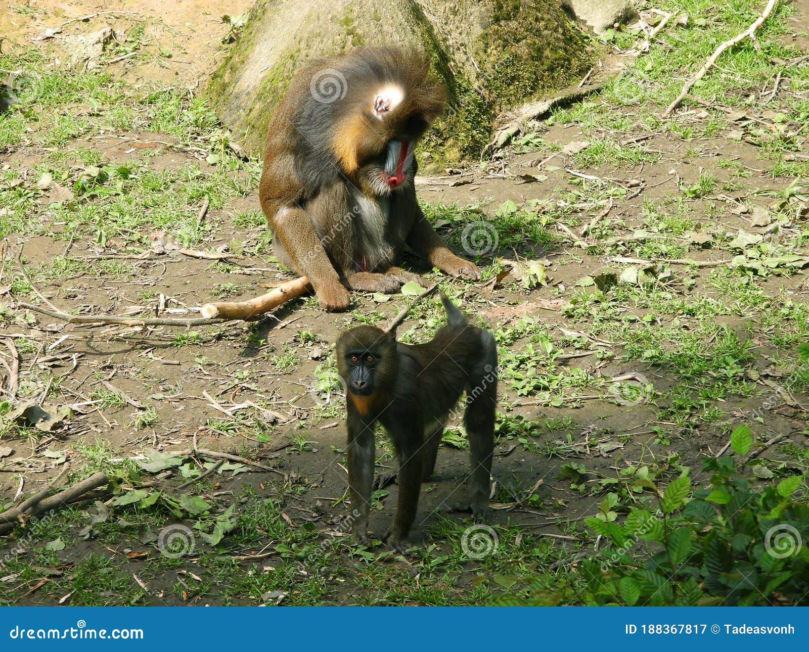 Adult Mandrill with an Young Mandrill Stock Image - Image of mammals ...