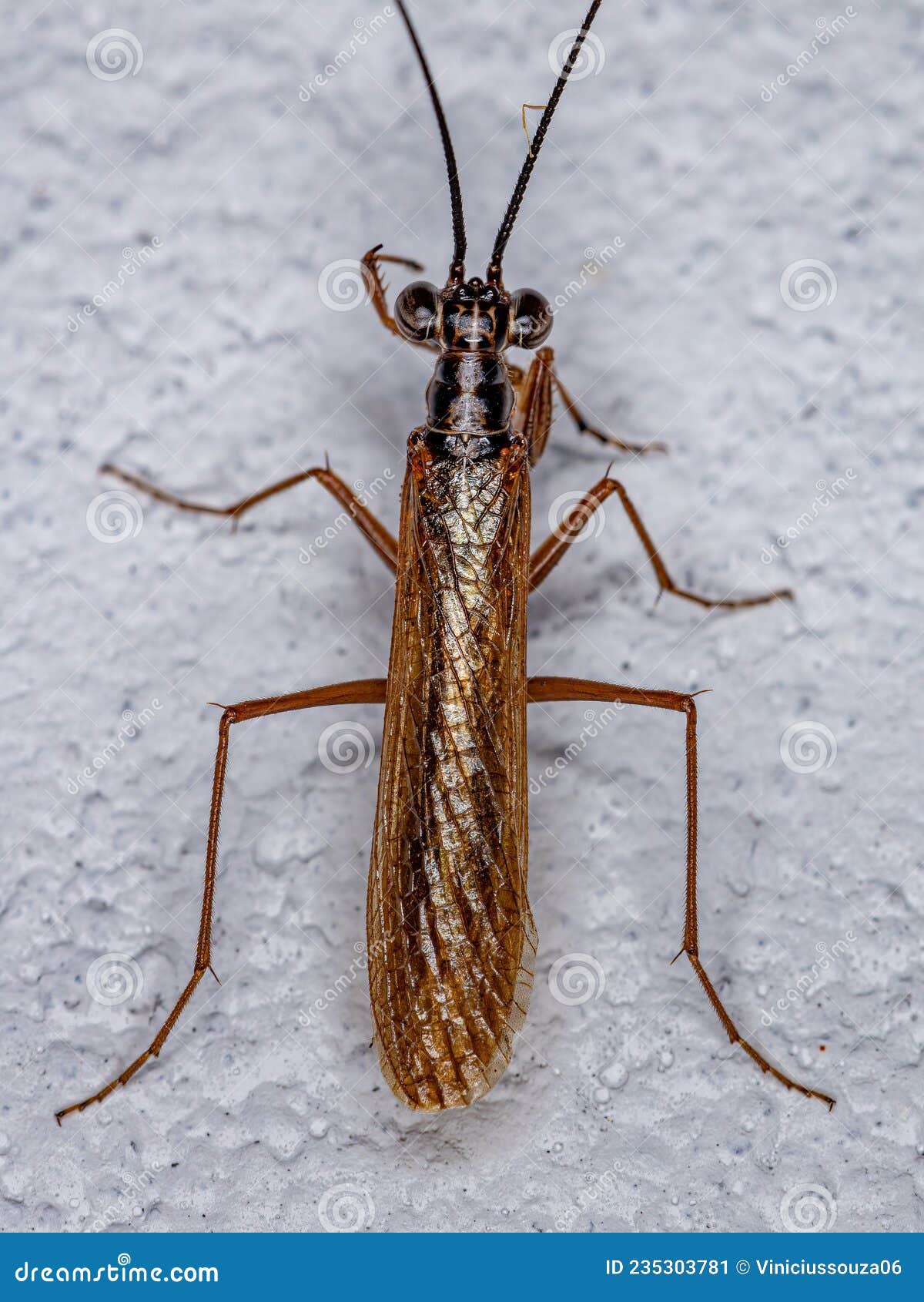 Adult Mantoidid Mantis stock image. Image of invertebrate - 235303781