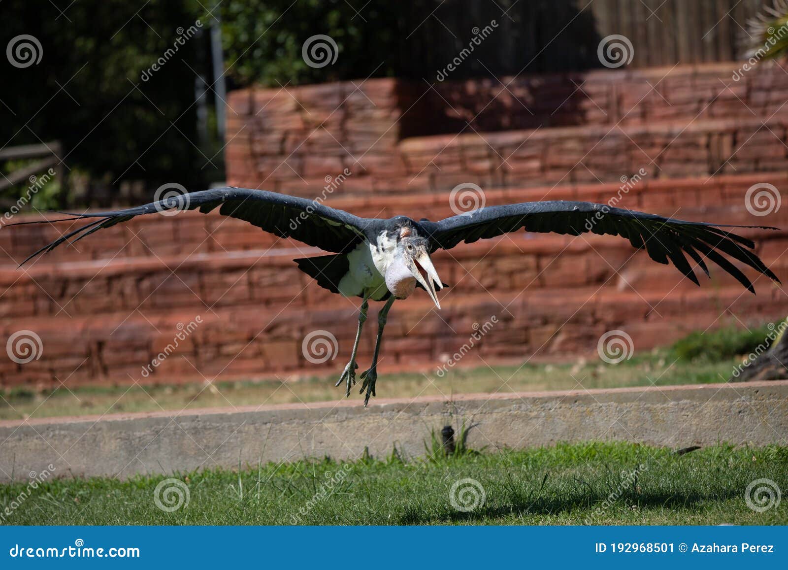 Adult Marabou Flying in Captivity Stock Image - Image of motion, animal ...