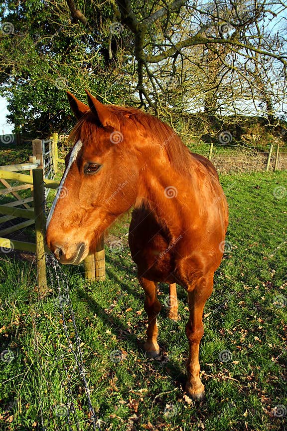 Adult mare stock image. Image of equestrian, countryside - 23826281