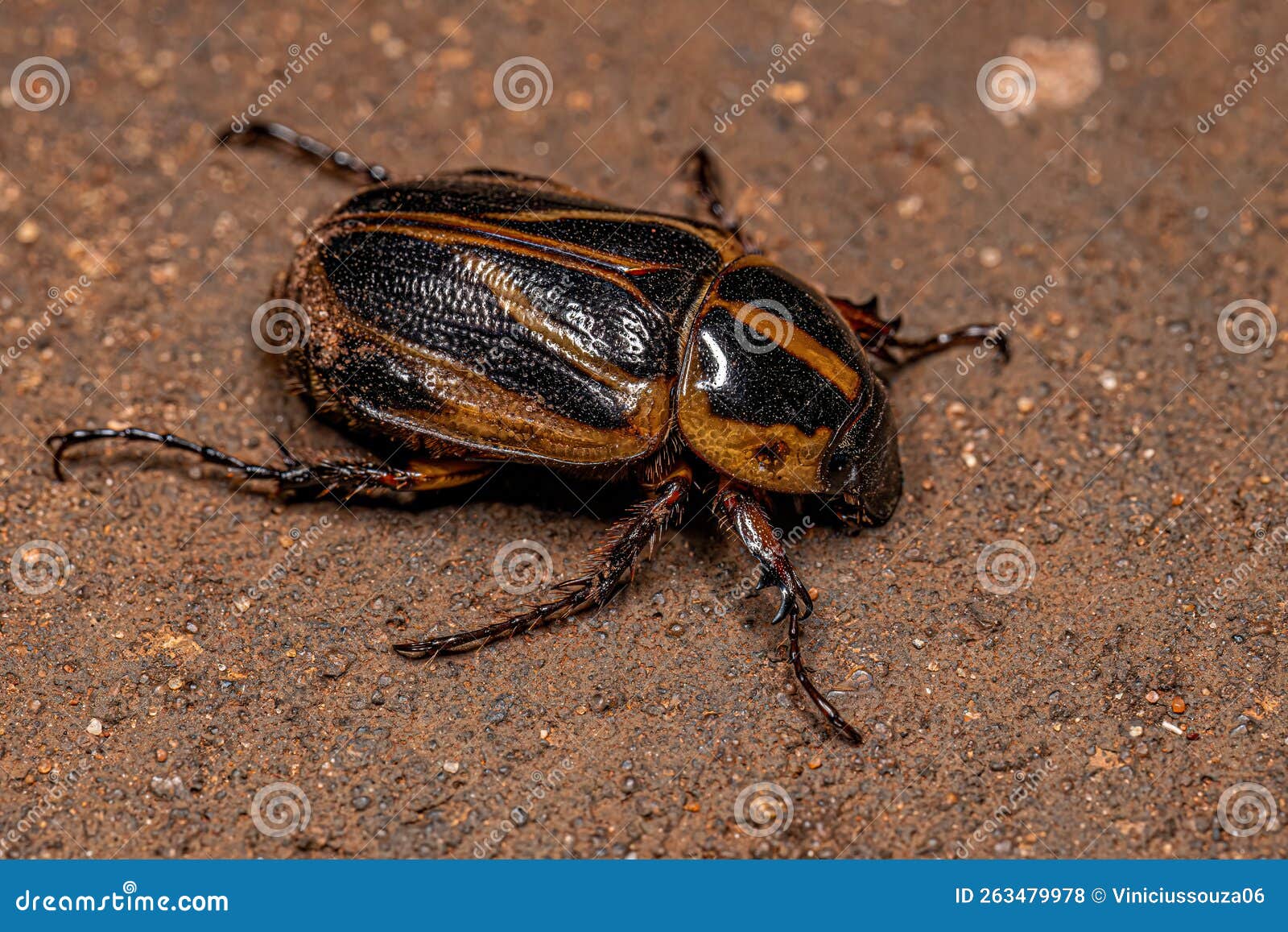 Adult Masked Chafer stock photo. Image of genus, forsteri - 263479978