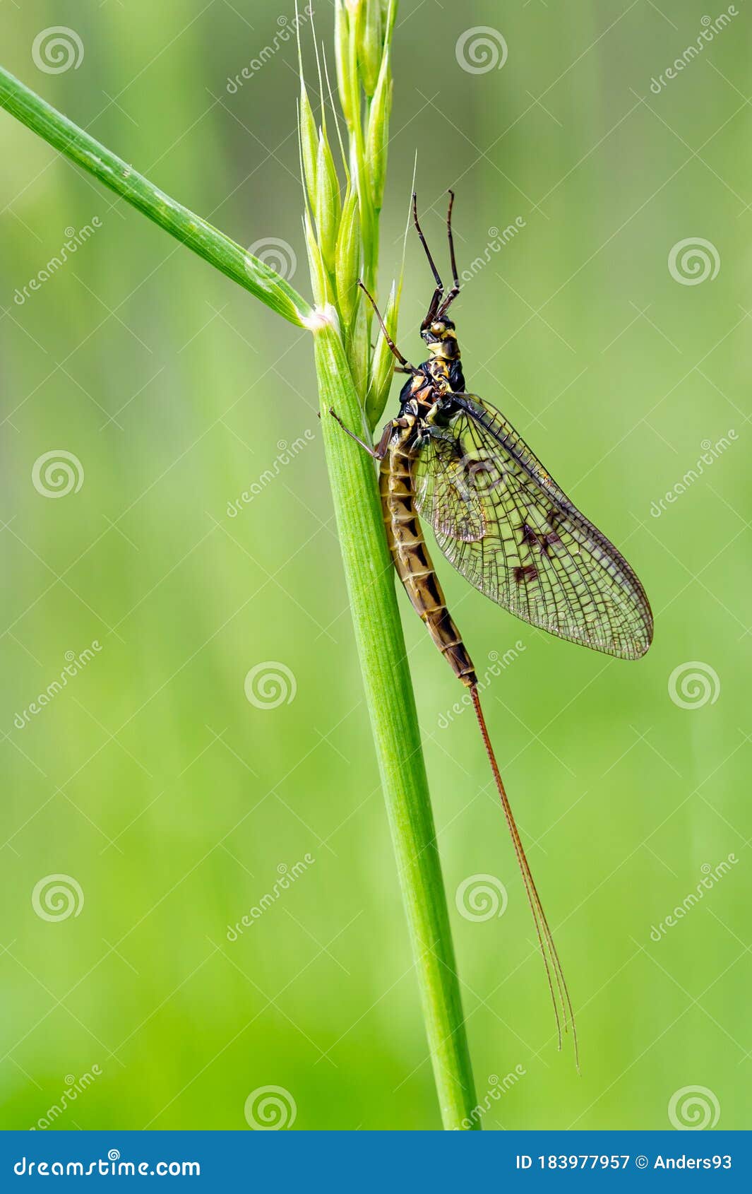 Adult Mayfly, Ephemera Danica, Resting on a Blade of Grass Stock Image ...