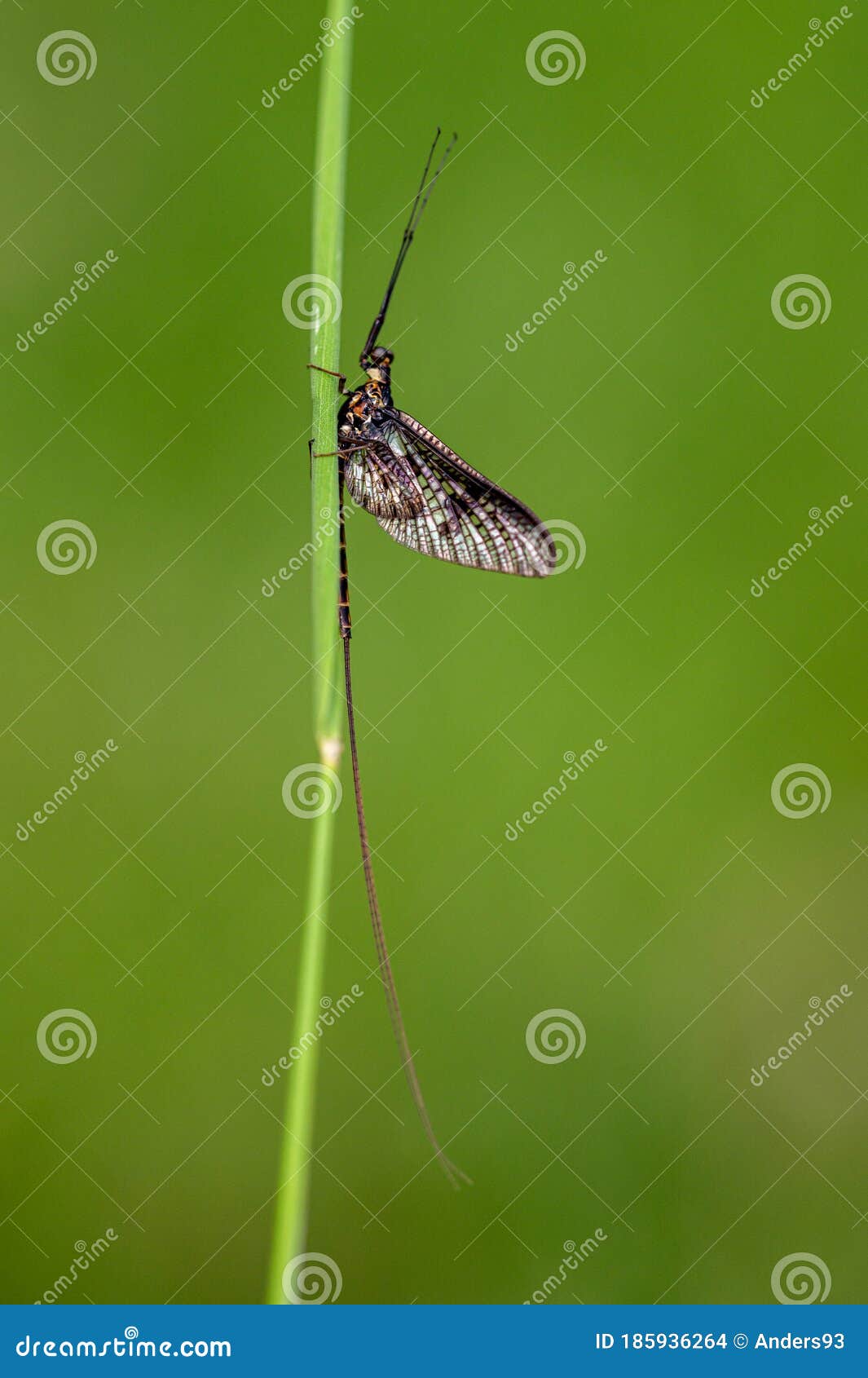 Adult Mayfly, Ephemera Danica, Resting on a Blade of Grass Stock Photo ...