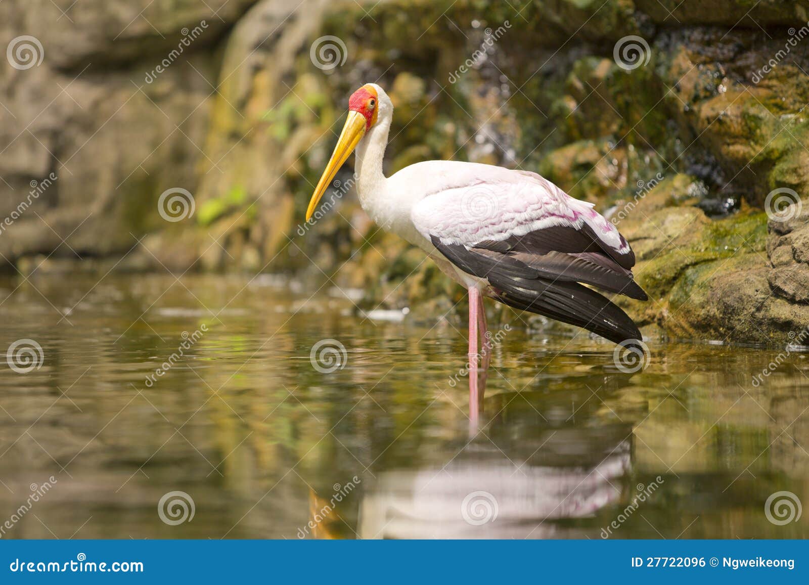 Adult Milky Stork stock photo. Image of milky, closeup - 27722096