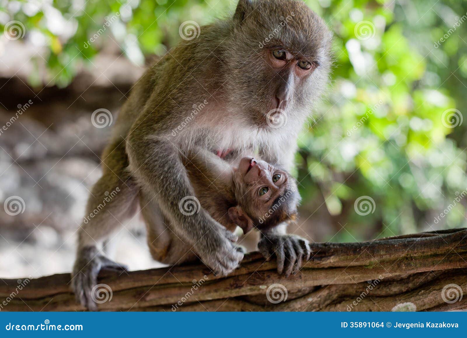 ADULT MONKEY WITH BABY Picture. Image: 35891064