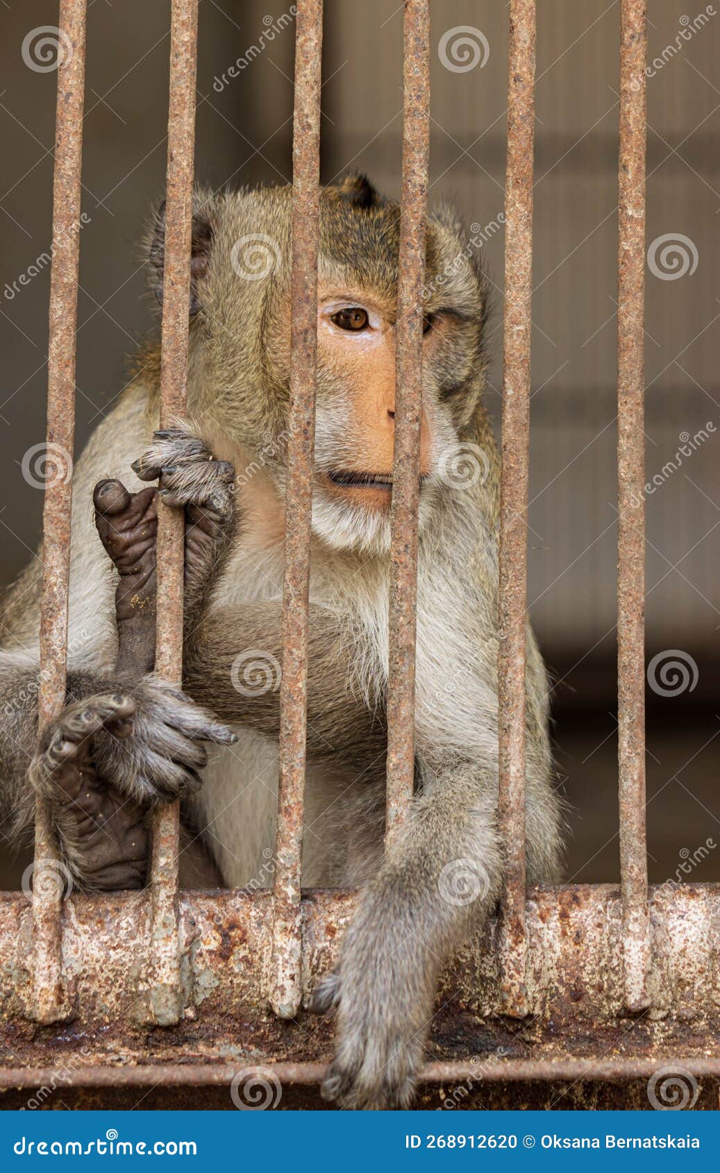 Adult Monkey in a Cage in the Park Stock Photo - Image of lattice ...